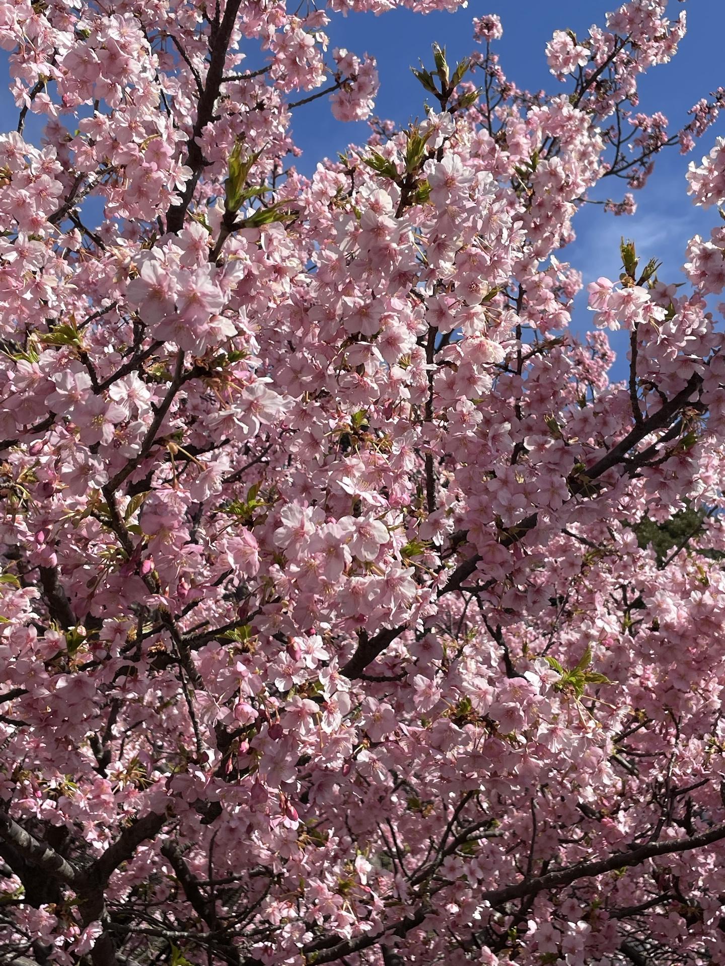 三浦海岸駅から河津桜を見に小松ケ池往復 / s06007さんのウォーキングの活動データ | YAMAP / ヤマップ