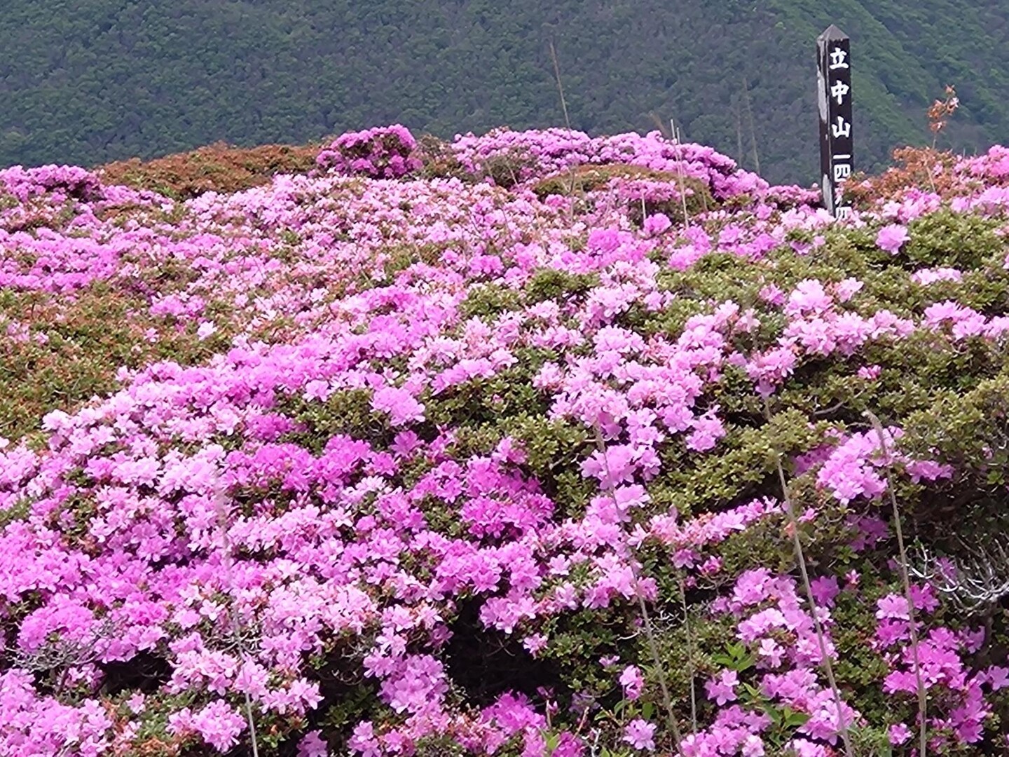 立中山 / h.uさんの九重山（久住山）・大船山・星生山の活動日記 | YAMAP / ヤマップ