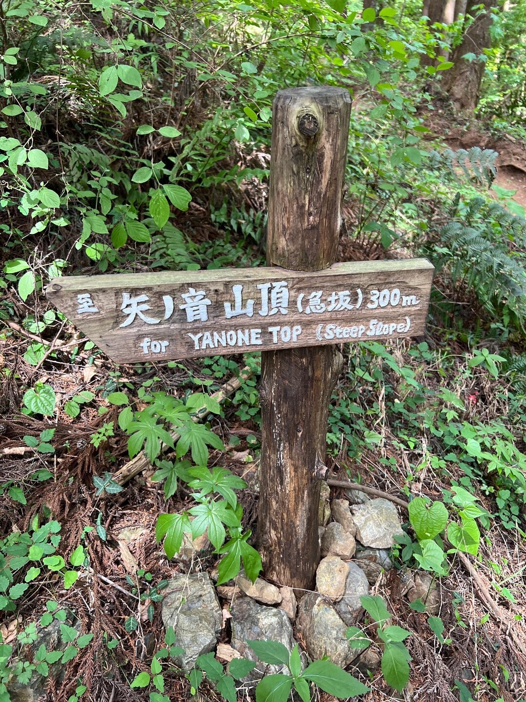 Amy(エイミー)さんの投稿したフィールドメモ | YAMAP / ヤマップ