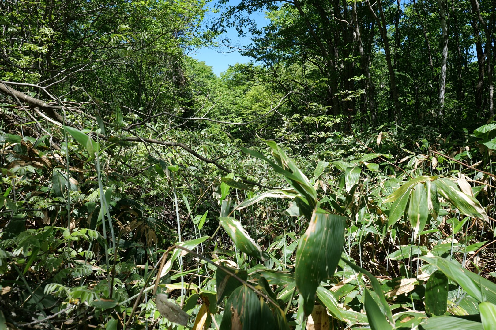 尻別岳-喜茂別廃コース-敗退 日曜は怖いよの巻 / Cervo_SRさんの尻別岳の活動データ | YAMAP / ヤマップ