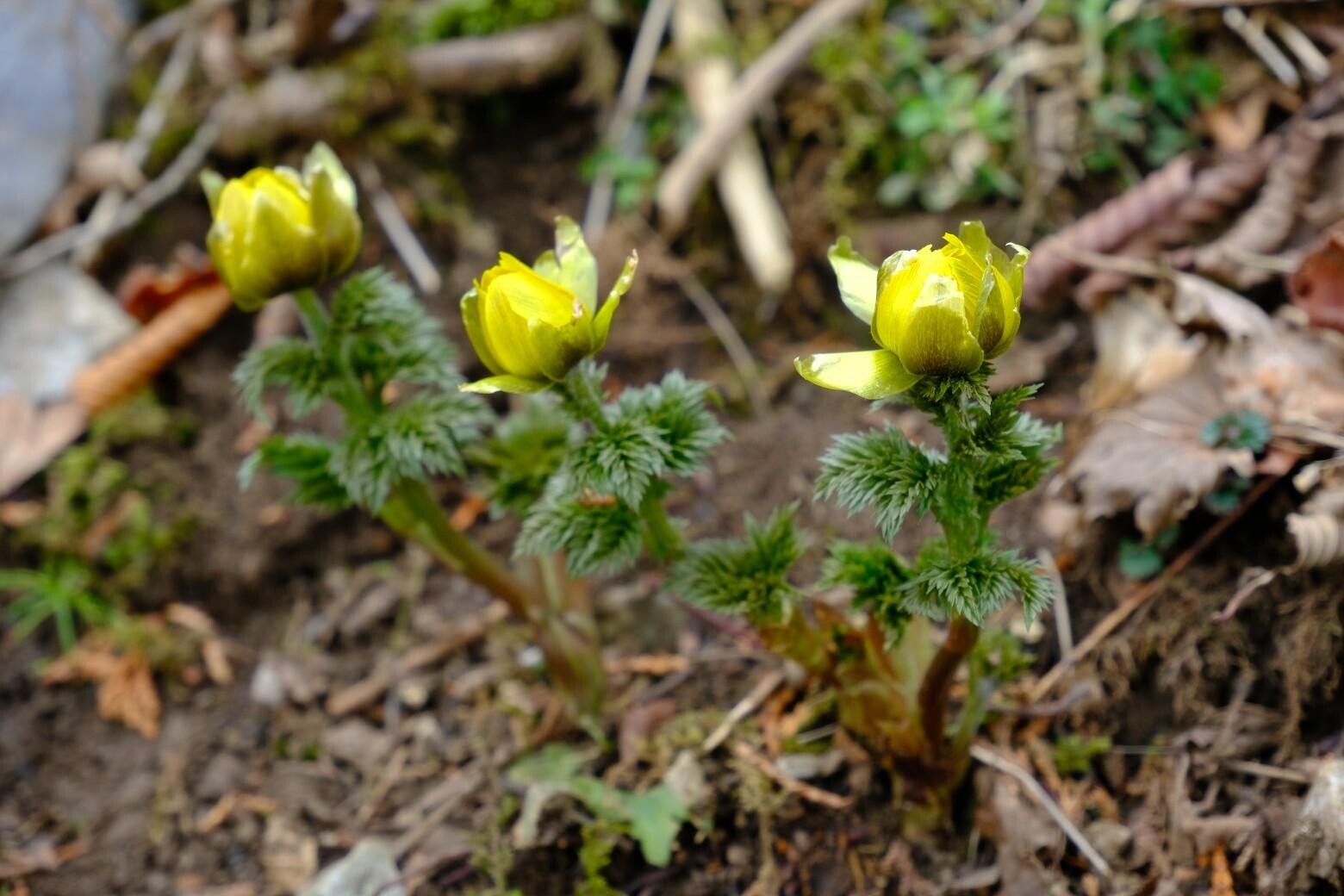 藤原岳2023 / maiさんの藤原岳・御池岳の活動データ | YAMAP / ヤマップ