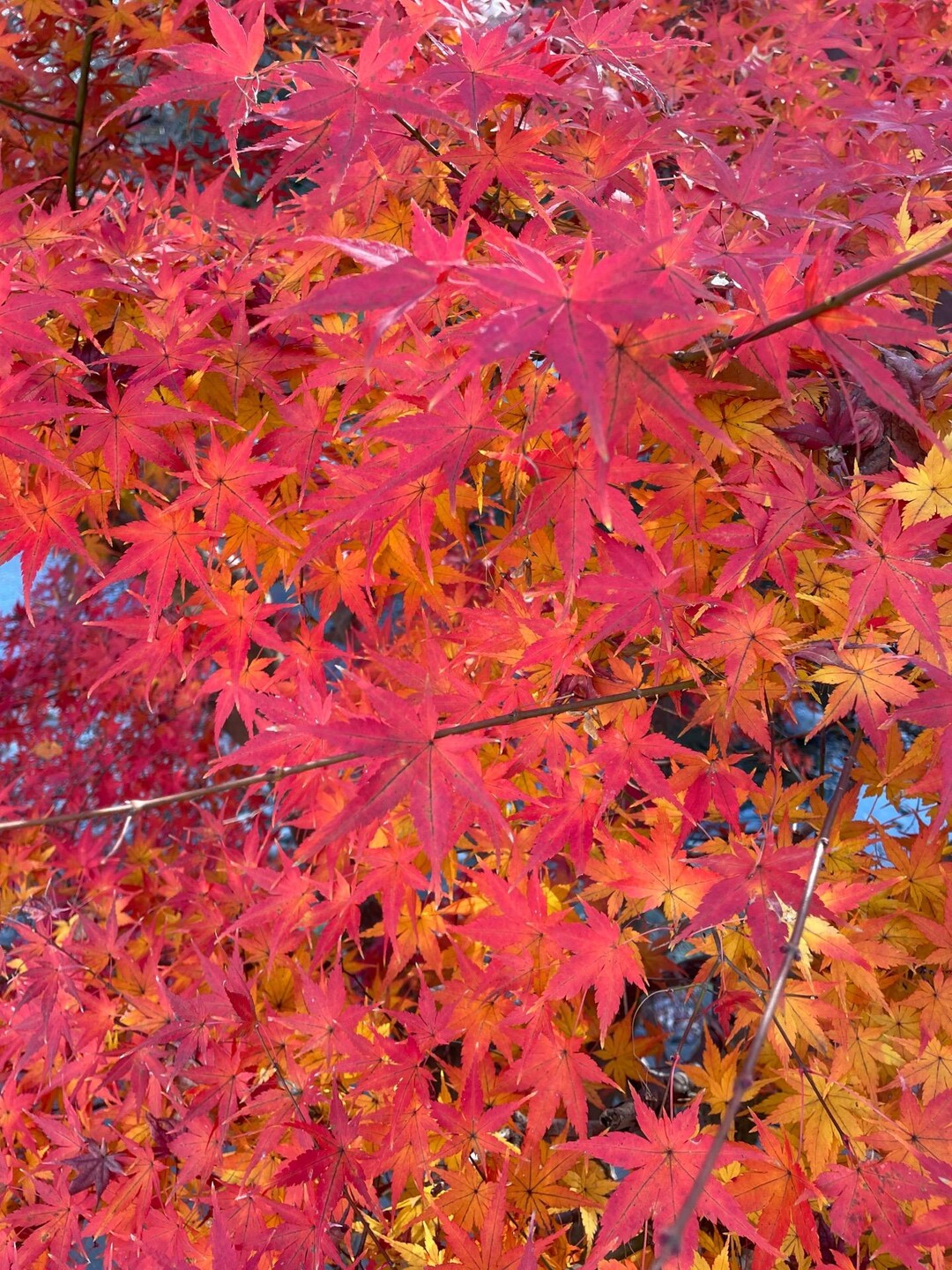 いつもの飯能を / R3 kenさんの日和田山・物見山の活動データ | YAMAP / ヤマップ