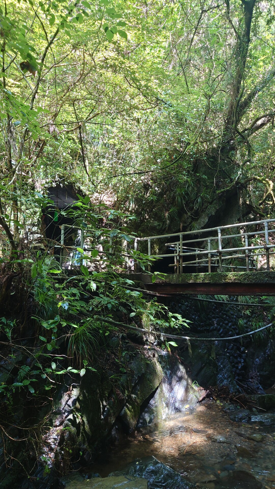 高尾山 / totoさんの高尾山・陣馬山・景信山の活動データ | YAMAP / ヤマップ