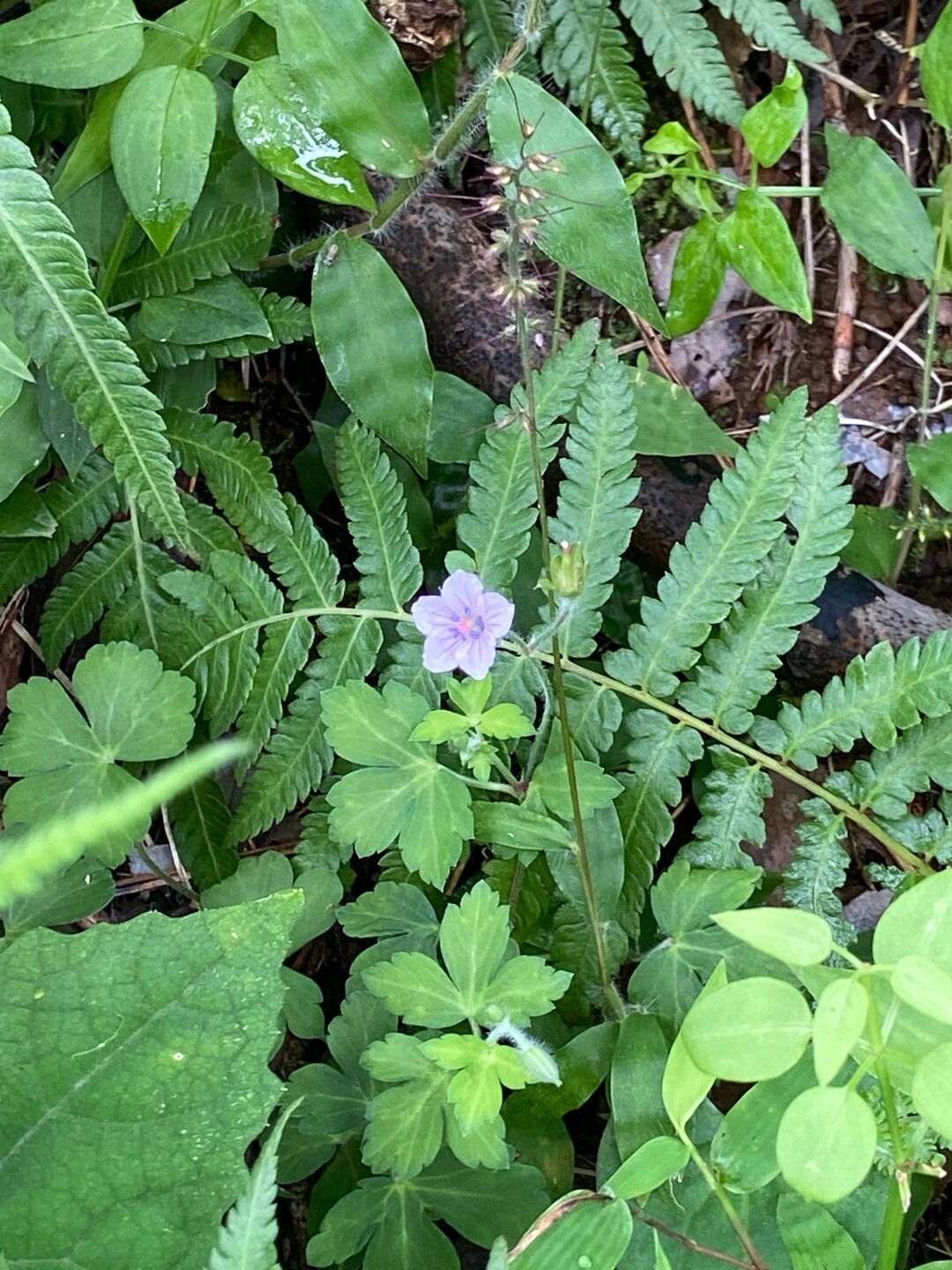 神山 / goqooさんの八国見山・頭高山の活動データ | YAMAP / ヤマップ