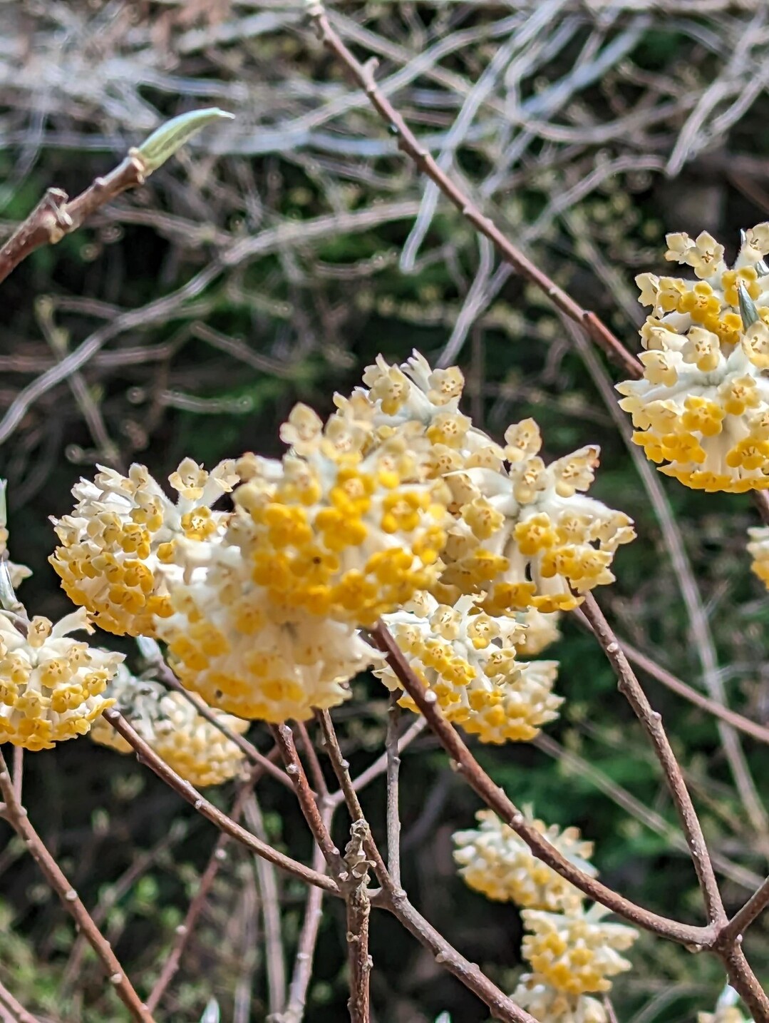 篠井山 / y☆shiさんの篠井山の活動データ | YAMAP / ヤマップ