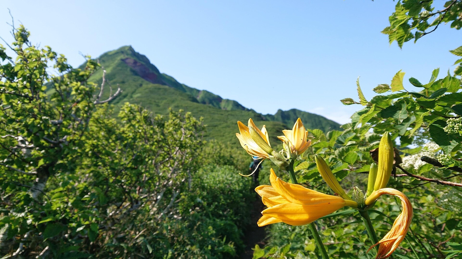 利尻山（利尻富士） / mastankさんの利尻山（利尻富士）の活動データ | YAMAP / ヤマップ