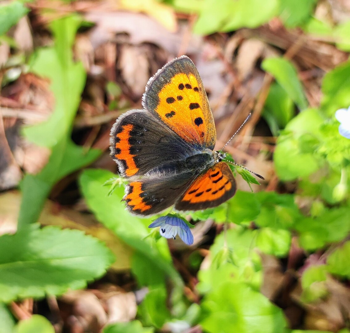 養老山・三方山・小倉山 / yyさんの養老山・笙ヶ岳・三方山の活動データ | YAMAP / ヤマップ