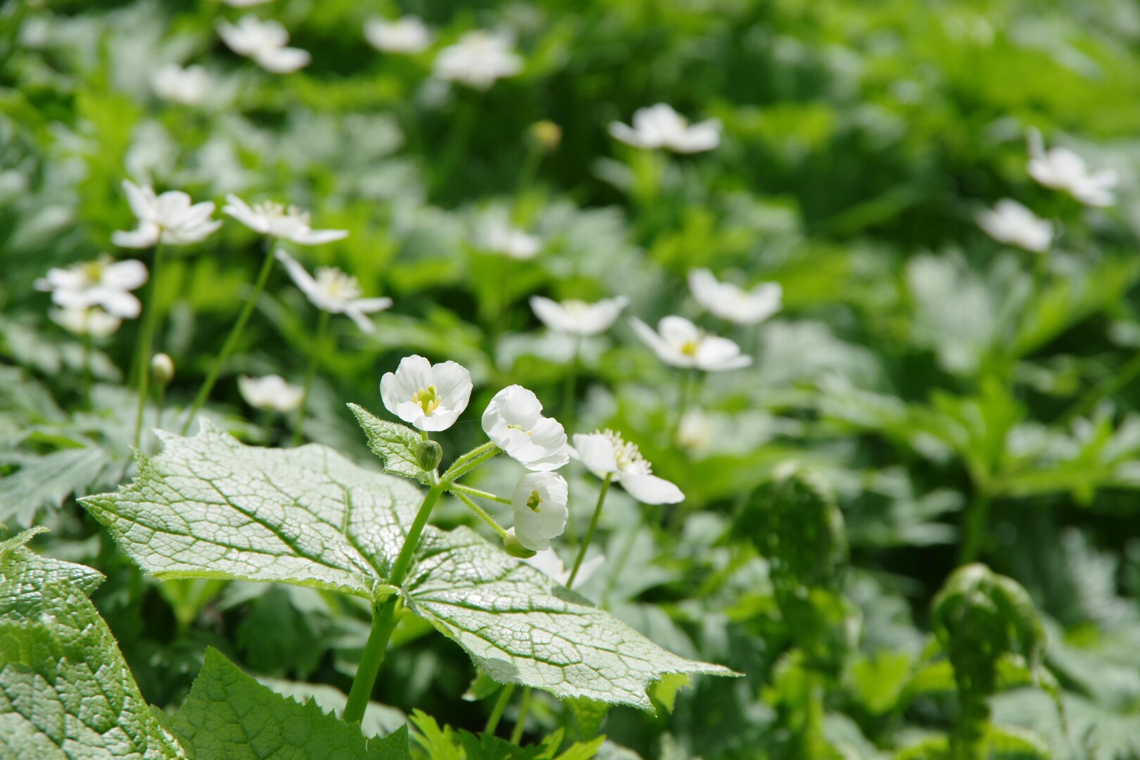 中山 / asamiさんの細蔵山の活動データ | YAMAP / ヤマップ