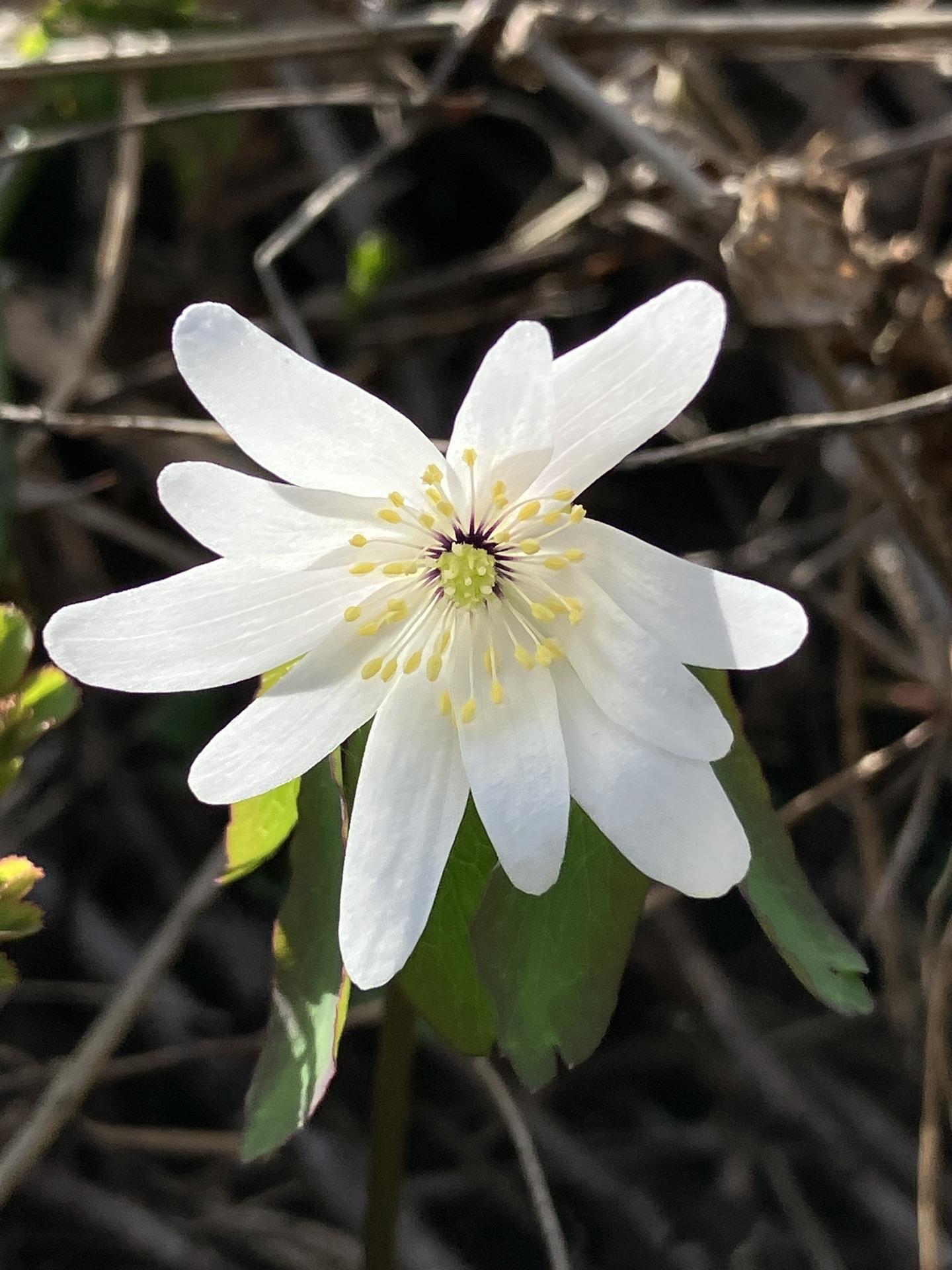 天子山 初めましてのアズマイチゲ / pongoさんの天子山の活動日記 | YAMAP / ヤマップ