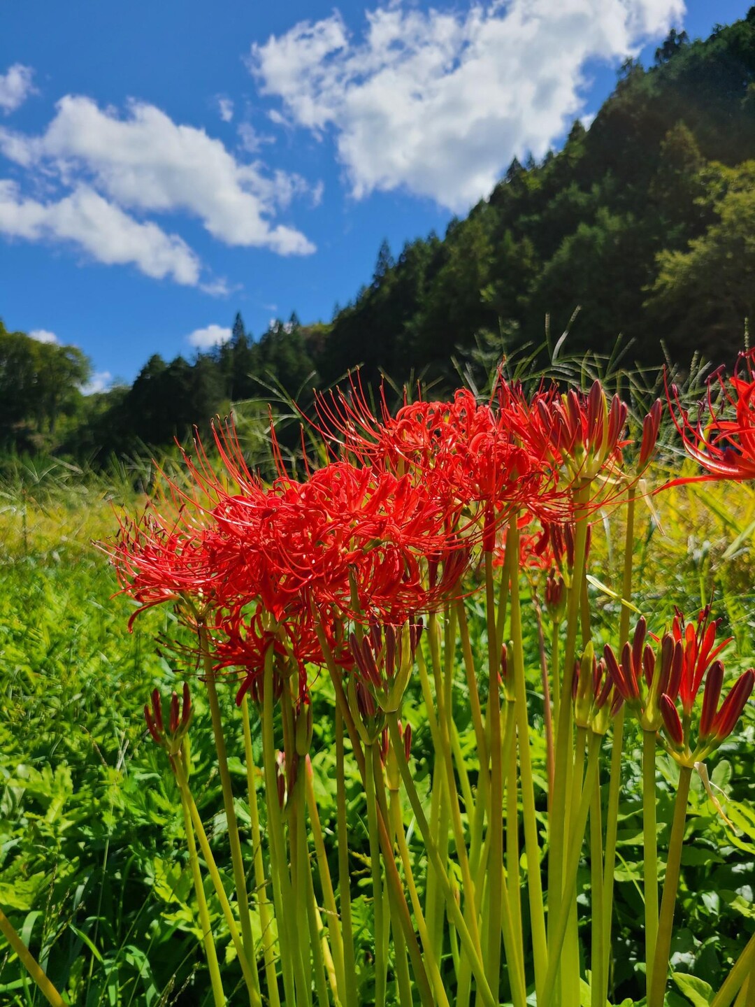 彼岸花を見に那須へ👩‍🌾 / KIKOさんのウォーキングの活動データ | YAMAP / ヤマップ