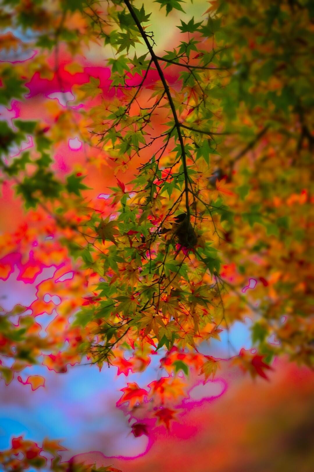 紅 / GIさんのモーメント | YAMAP / ヤマップ