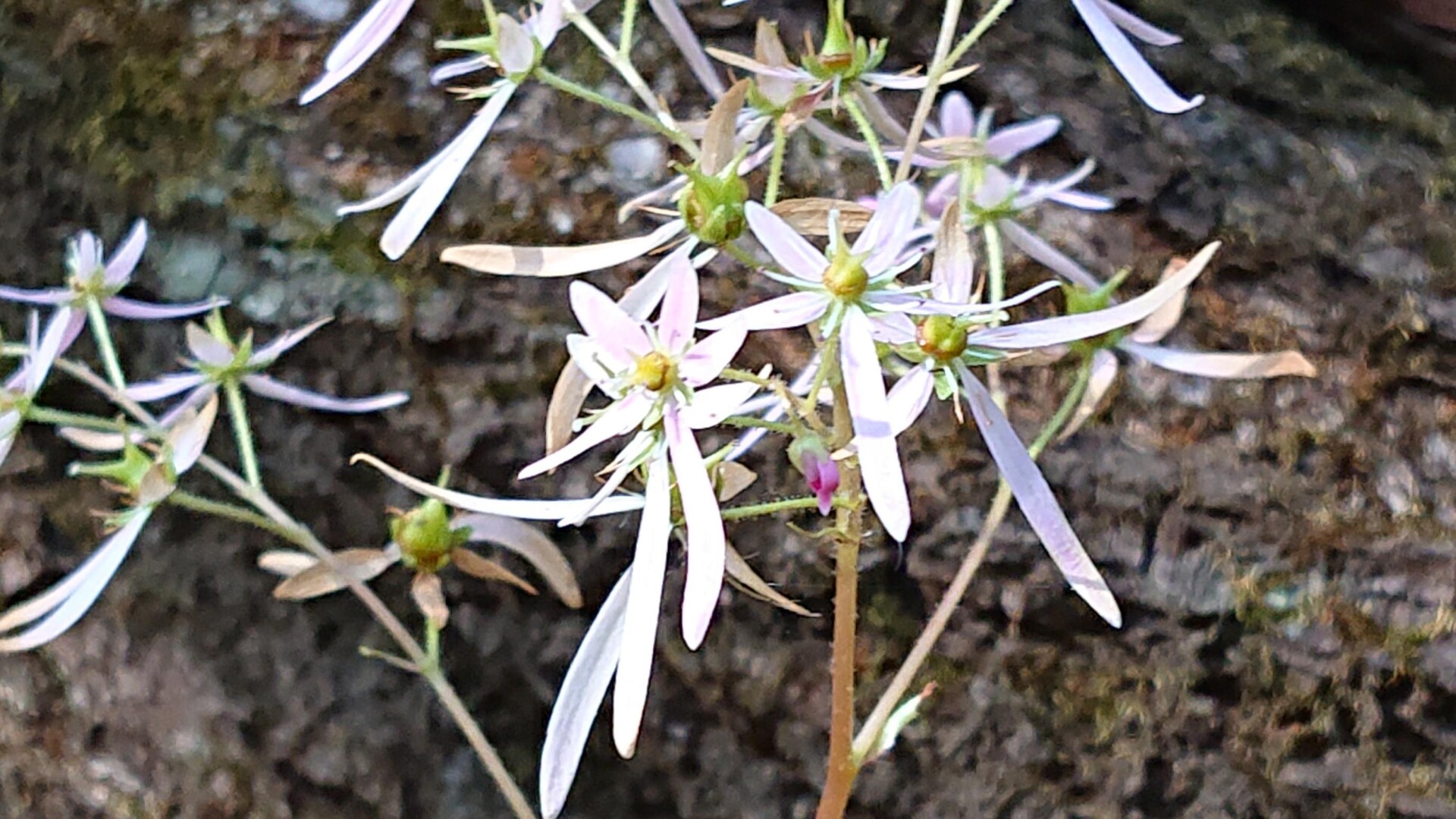 10月30日赤城自然園 / tmykさんのモーメント | YAMAP / ヤマップ