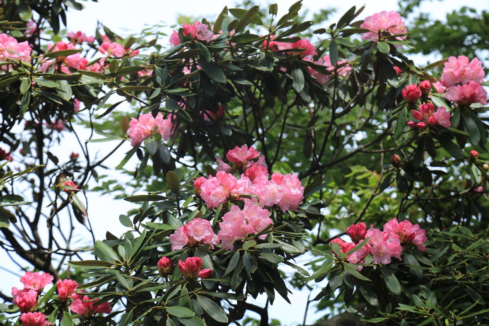 花の万二郎岳・万三郎岳(天城山) / Ryosukeさんの天城山・鉢ノ山・三筋山の活動データ | YAMAP / ヤマップ