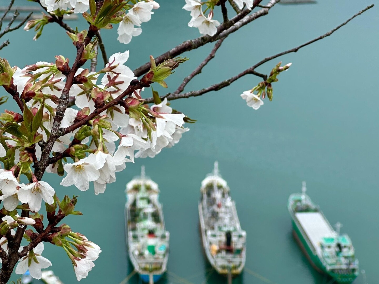 雨模様☔️の楯越山⛰ウォーキング👟 / nataiさんのウォーキングの活動データ | YAMAP / ヤマップ