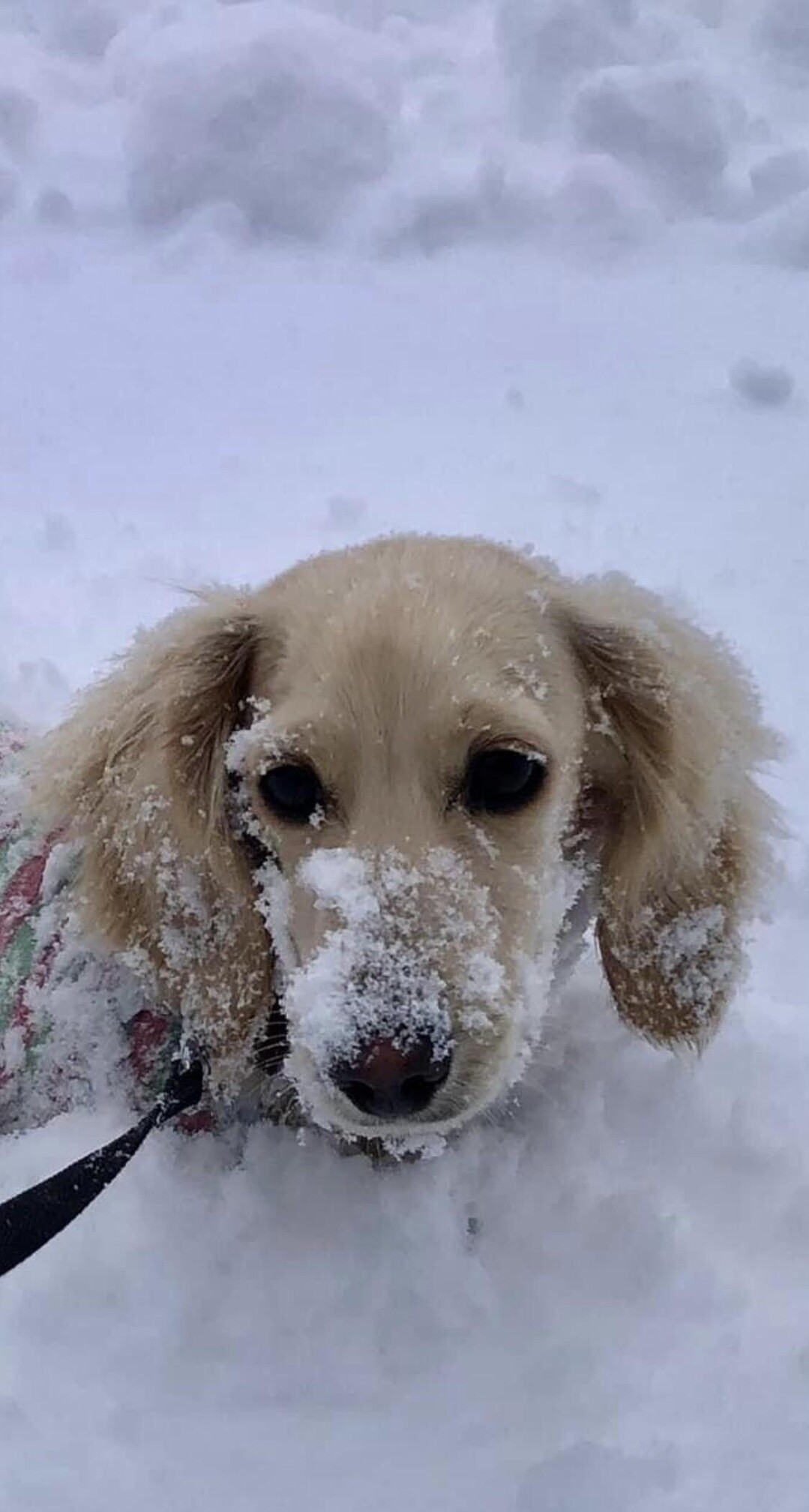 初めての雪遊び楽しかった🐾 生後49... / 登 人 《 ITC-ONE 》さんのモーメント | YAMAP / ヤマップ