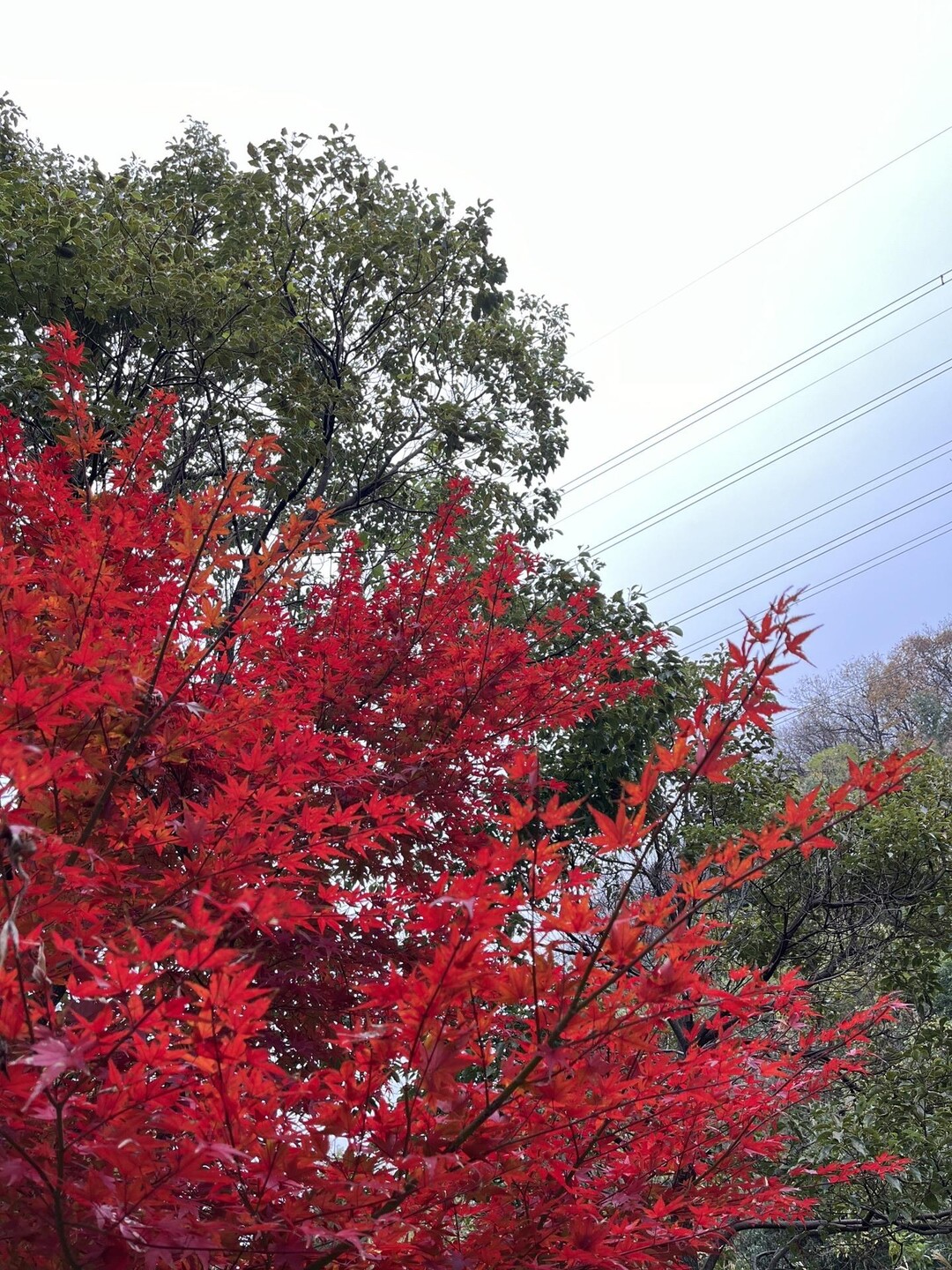 怒塚山 / 285さんの金甲山・怒塚山・十禅寺山の活動データ | YAMAP / ヤマップ