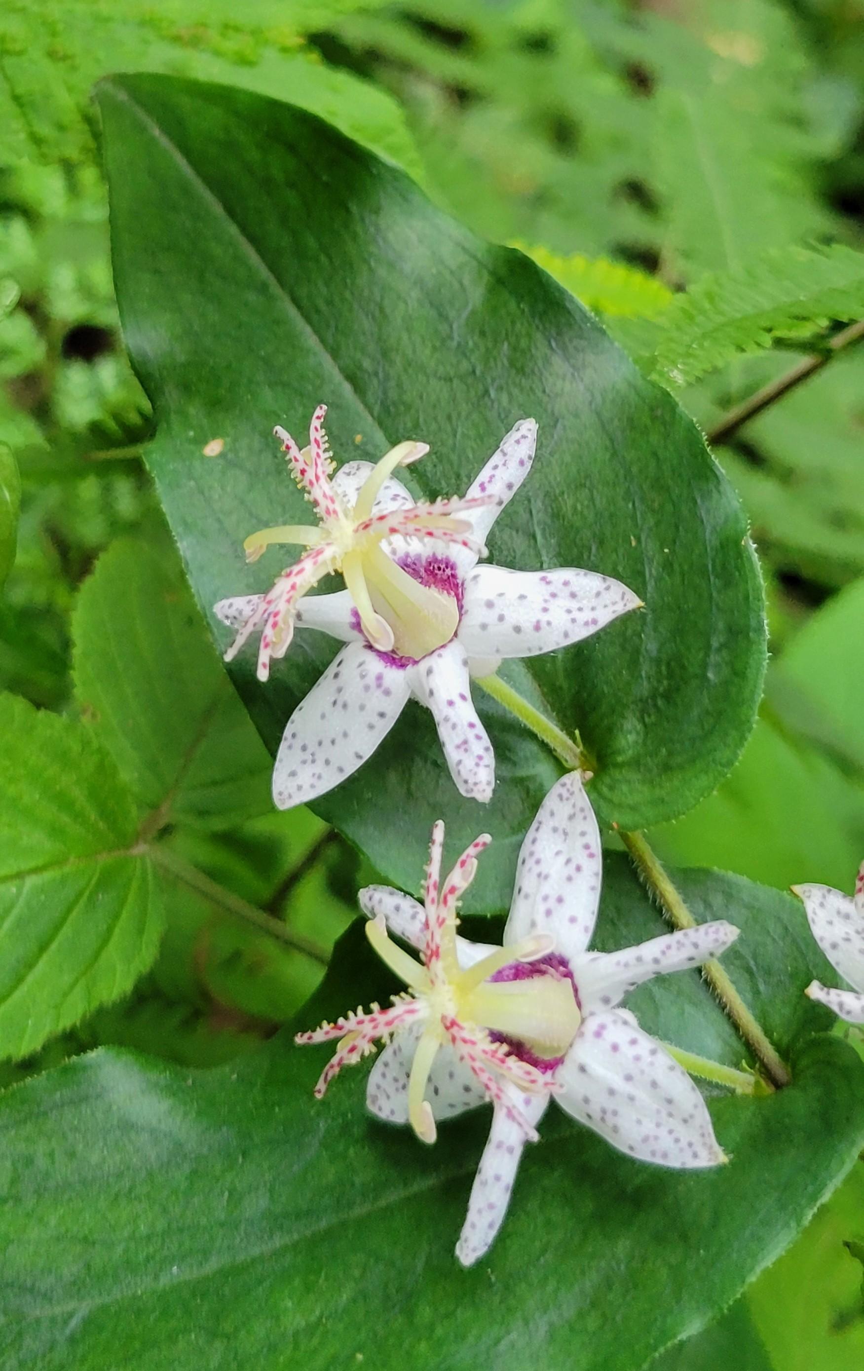 三釈迦山 / hisashiさんの白髪岳・松尾山・西寺山の活動データ | YAMAP / ヤマップ