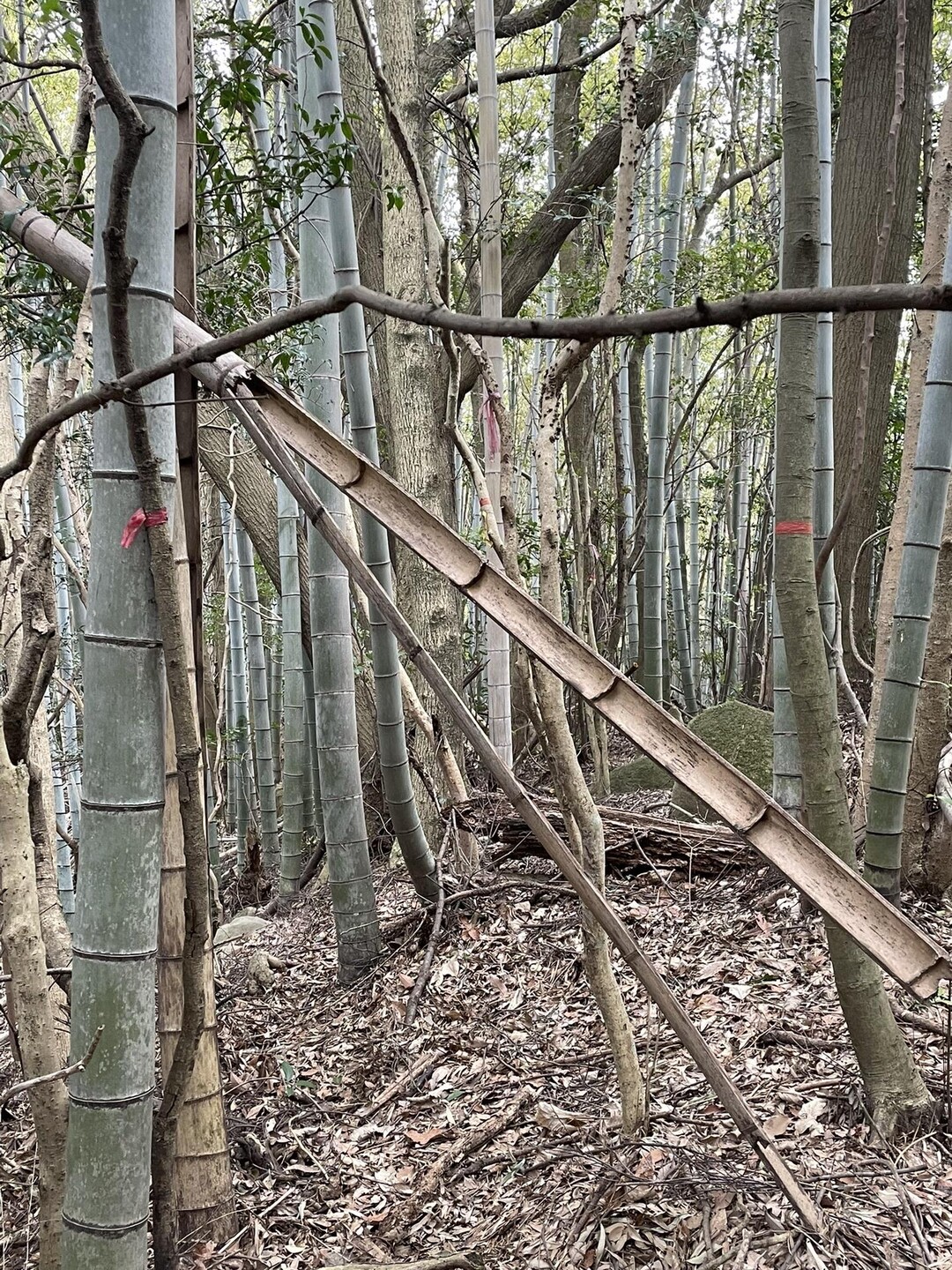 蓮台寺山 / JBT5さんの山陽小野田市の活動日記 | YAMAP / ヤマップ