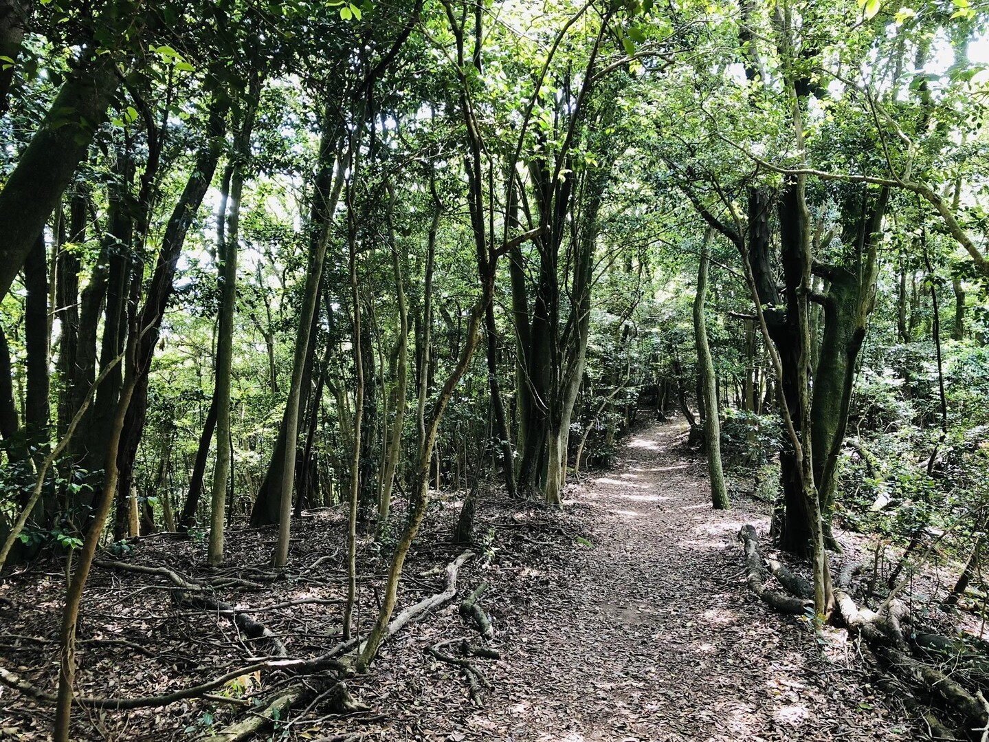 勝山三山横断 / Ascaさんの勝山・四王司山の活動データ | YAMAP / ヤマップ