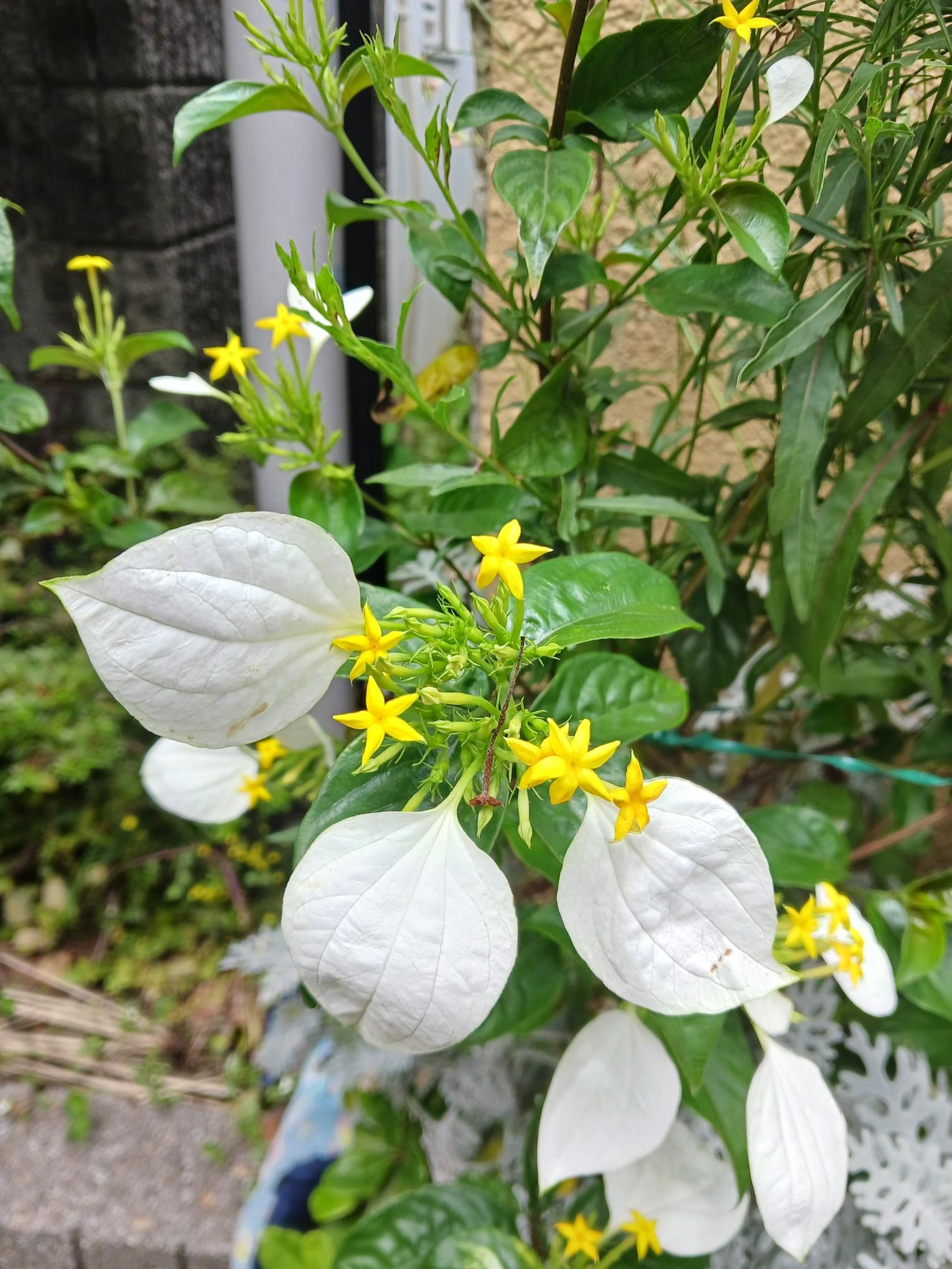 コンロンカ（崑崙花）💠白い苞の姿から「... / hiroさんのモーメント | YAMAP / ヤマップ