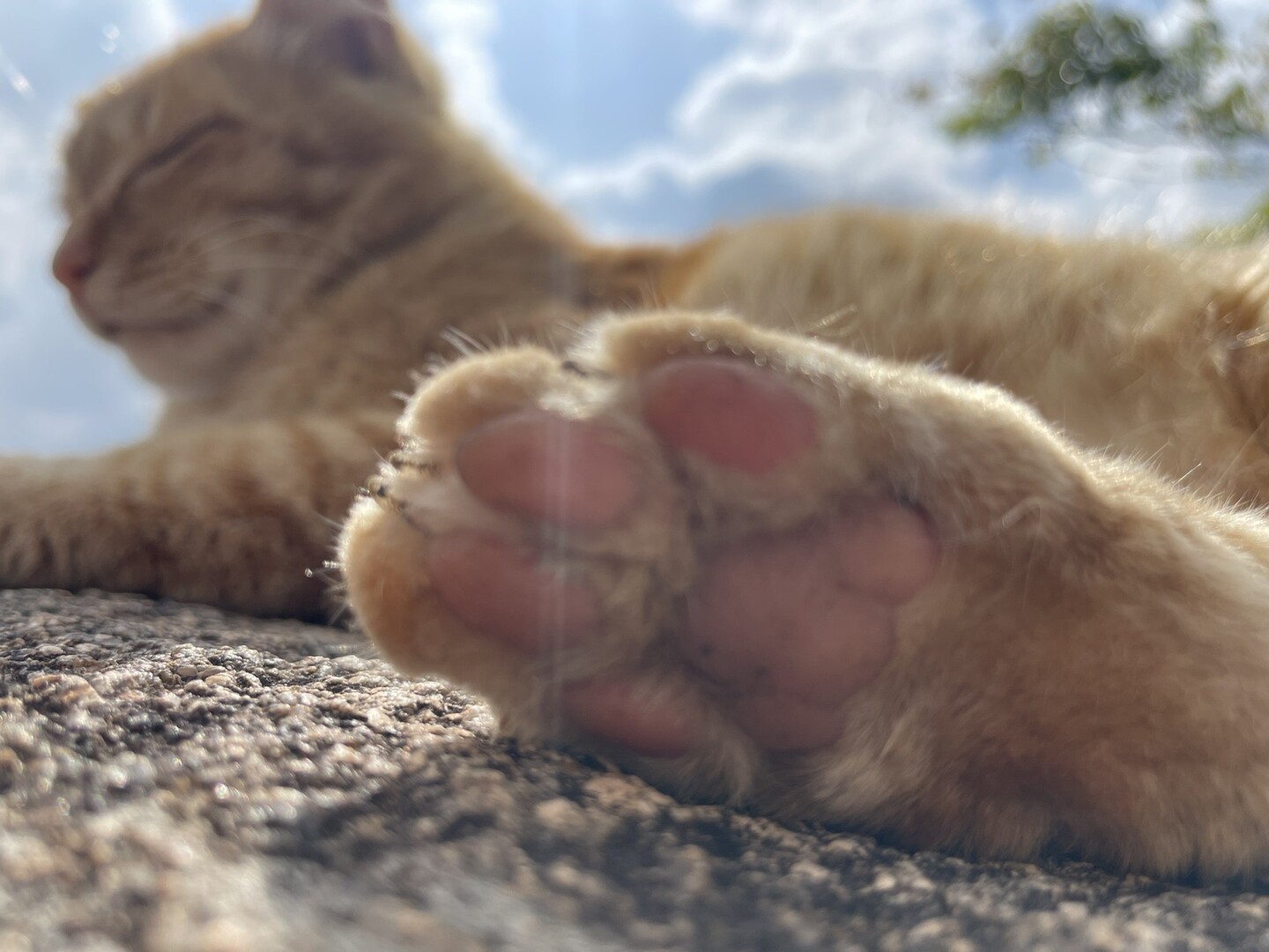 荒地山 / DJさんの六甲山・長峰山・摩耶山の活動データ | YAMAP / ヤマップ