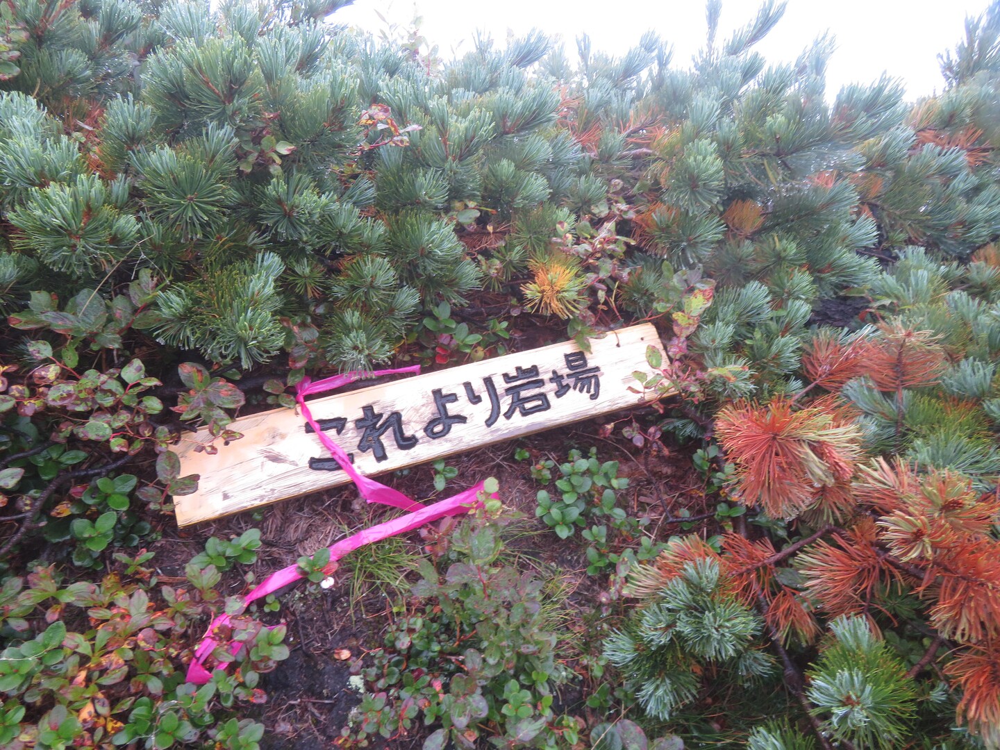 つるたて転じて五竜だけ😹岩さんの深百獲りにちびがお供仕る〜 第二日 / andyさんの鹿島槍ヶ岳・五竜岳（五龍岳）・唐松岳の活動データ | YAMAP / ヤマップ