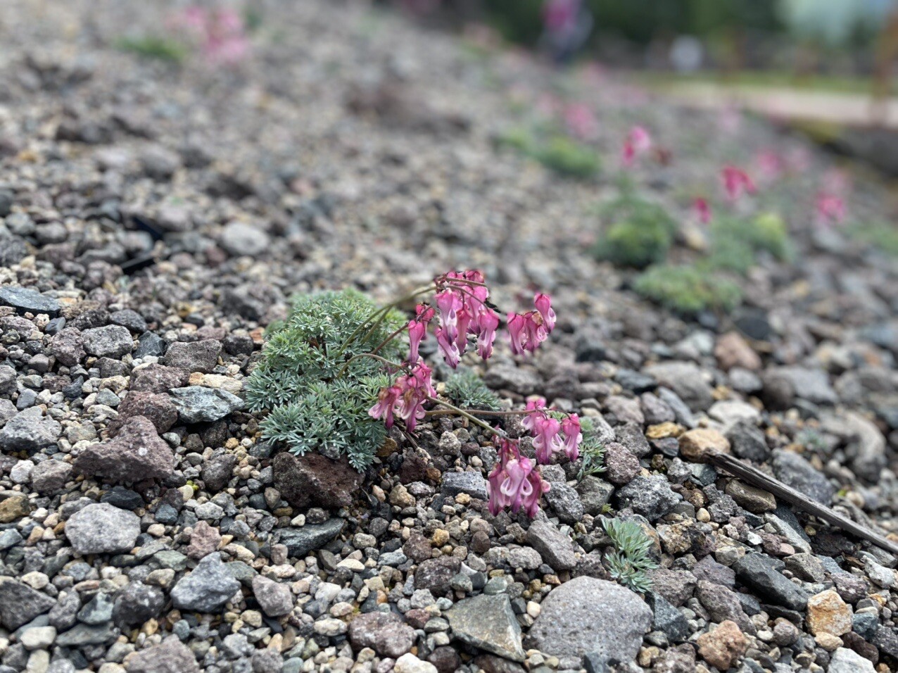 日光白根山 / ShizCさんの日光白根山・五色山・錫ヶ岳の活動データ | YAMAP / ヤマップ