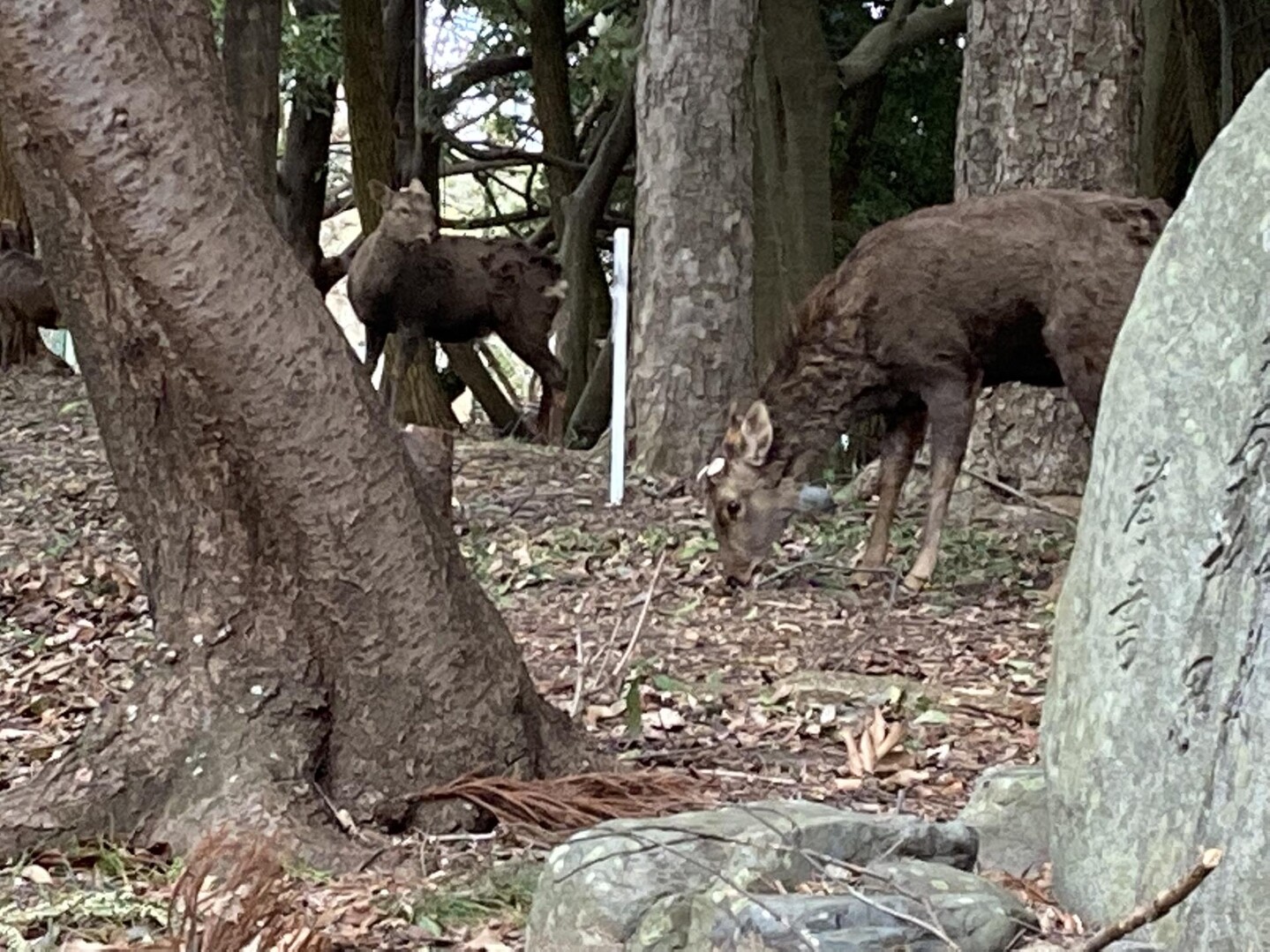 鴻池運動公園-2022-12-25 / shoさんの若草山・芳山・高円山の活動データ | YAMAP / ヤマップ
