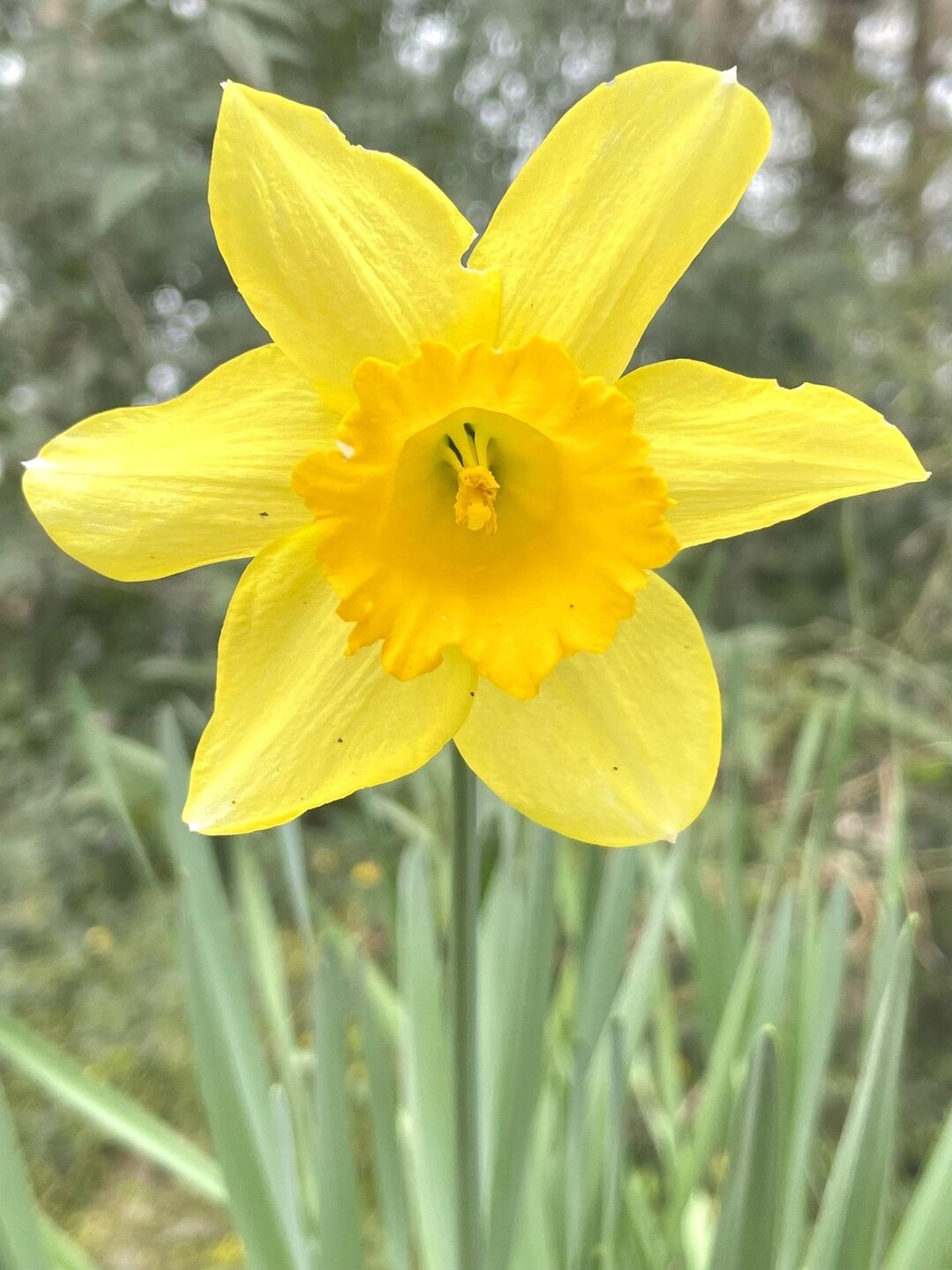 花紀行② yellow〜💛 / とれっぴぃさんのモーメント | YAMAP / ヤマップ