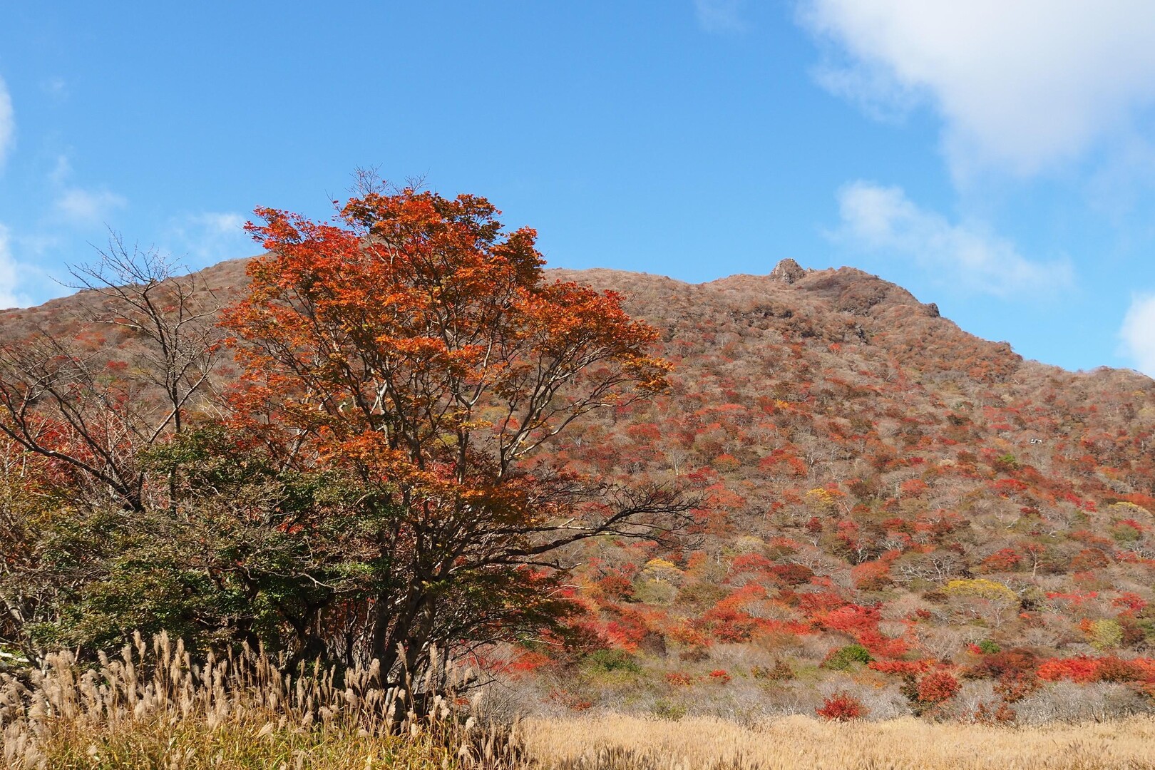 🍁紅葉🍁求めて大船山⛰️ / gongonさんの九重山（久住山）・大船山・星生山の活動データ | YAMAP / ヤマップ