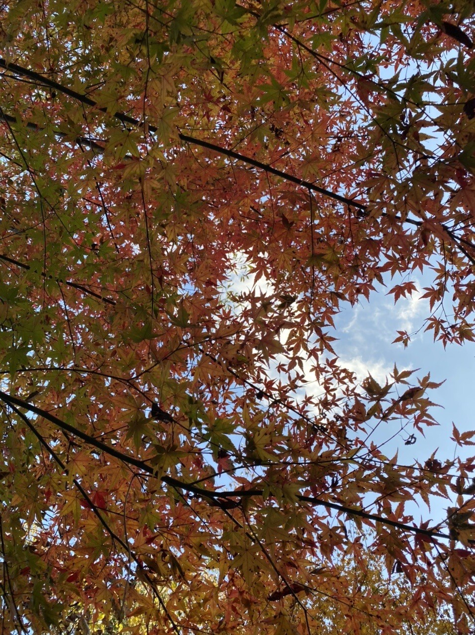 2020.11.08(日) 06:26 / もか🤍さんのモーメント | YAMAP / ヤマップ