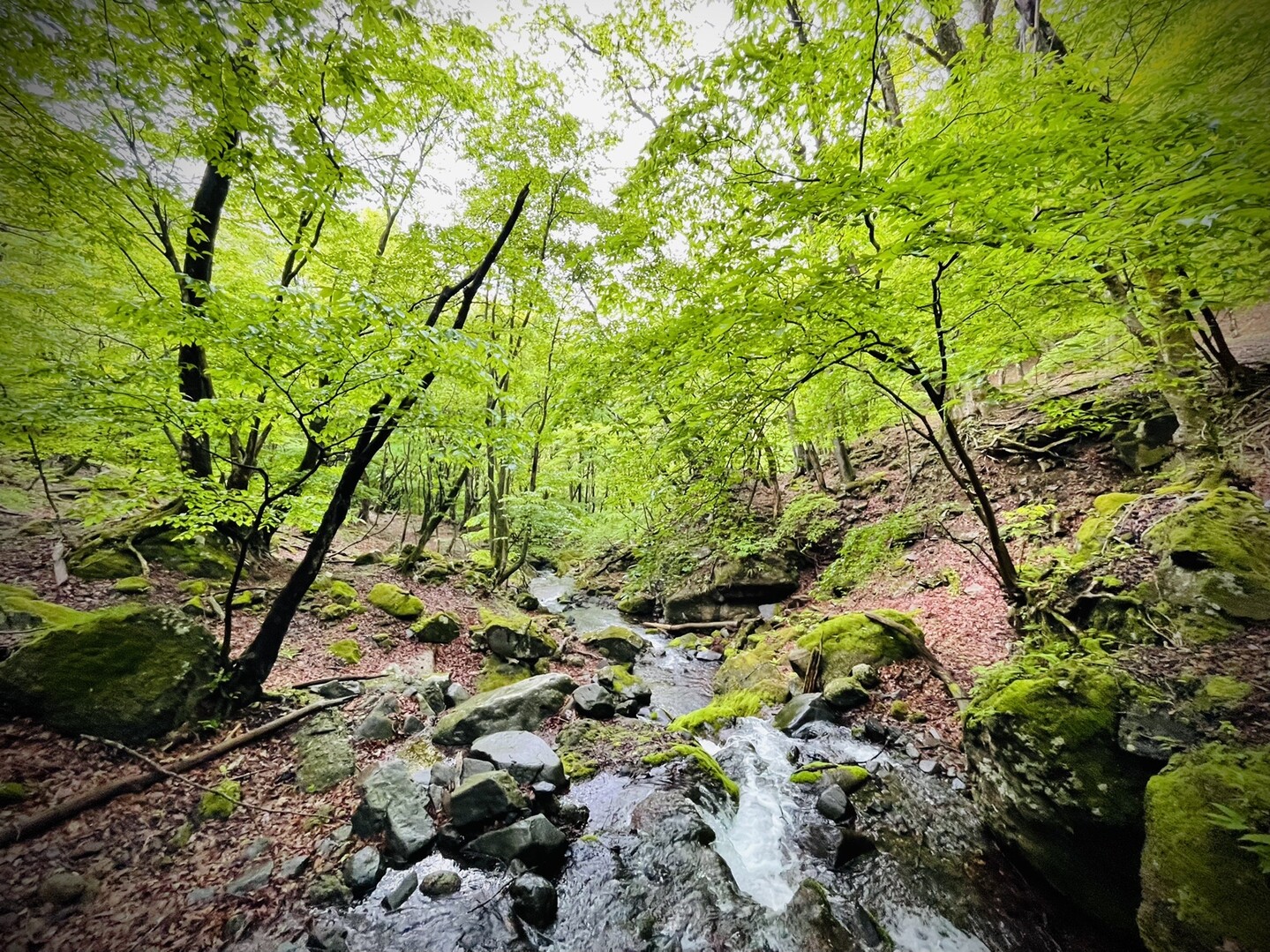 皇海山・庚申山・駒掛山・渓雲山・薬師岳・鋸山・女山 / foliageさんの皇海山・袈裟丸山・庚申山の活動データ | YAMAP / ヤマップ