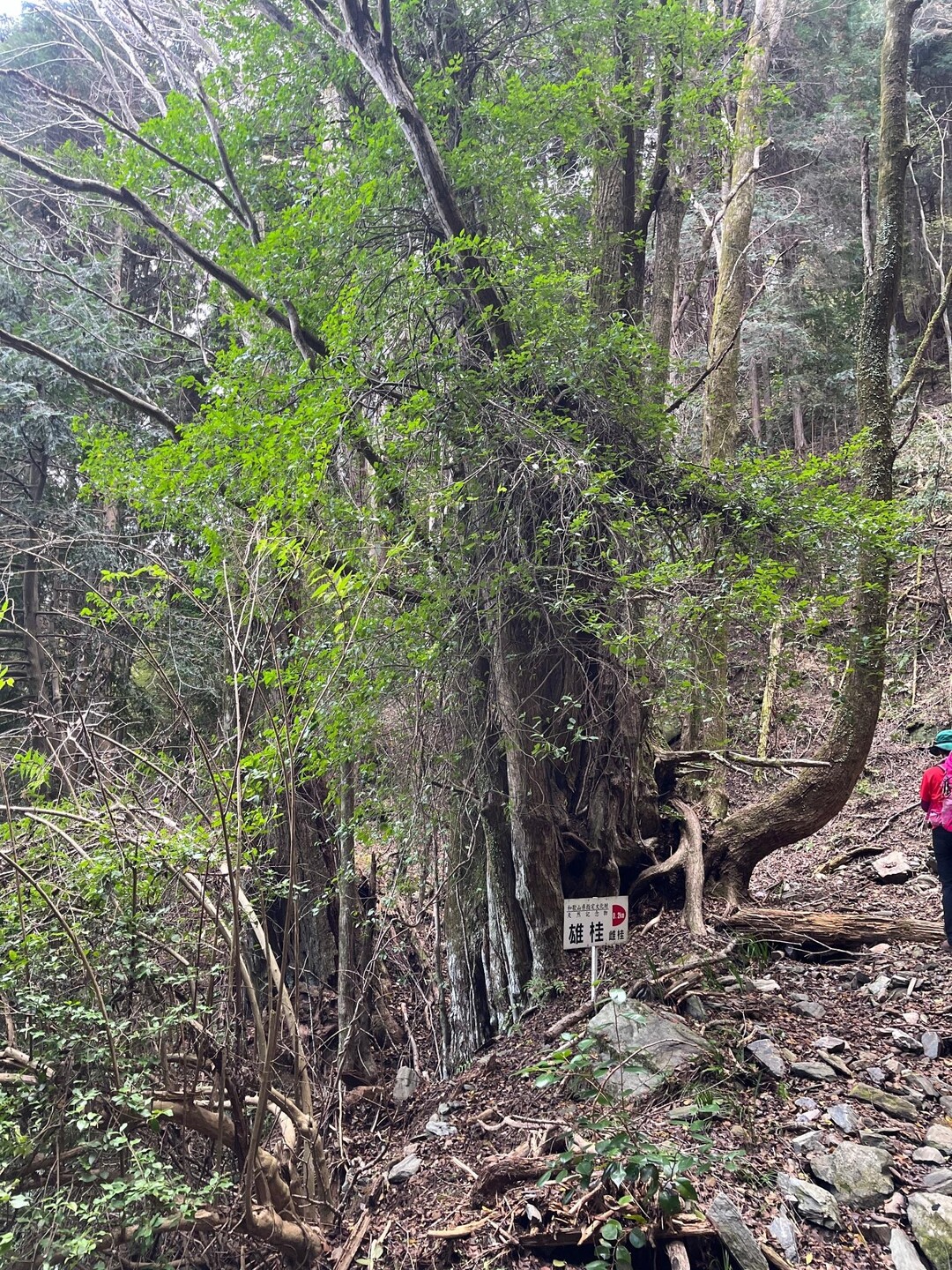 飯盛山 登山道整備 / do-yanさんの龍門山・飯盛山の活動データ | YAMAP / ヤマップ