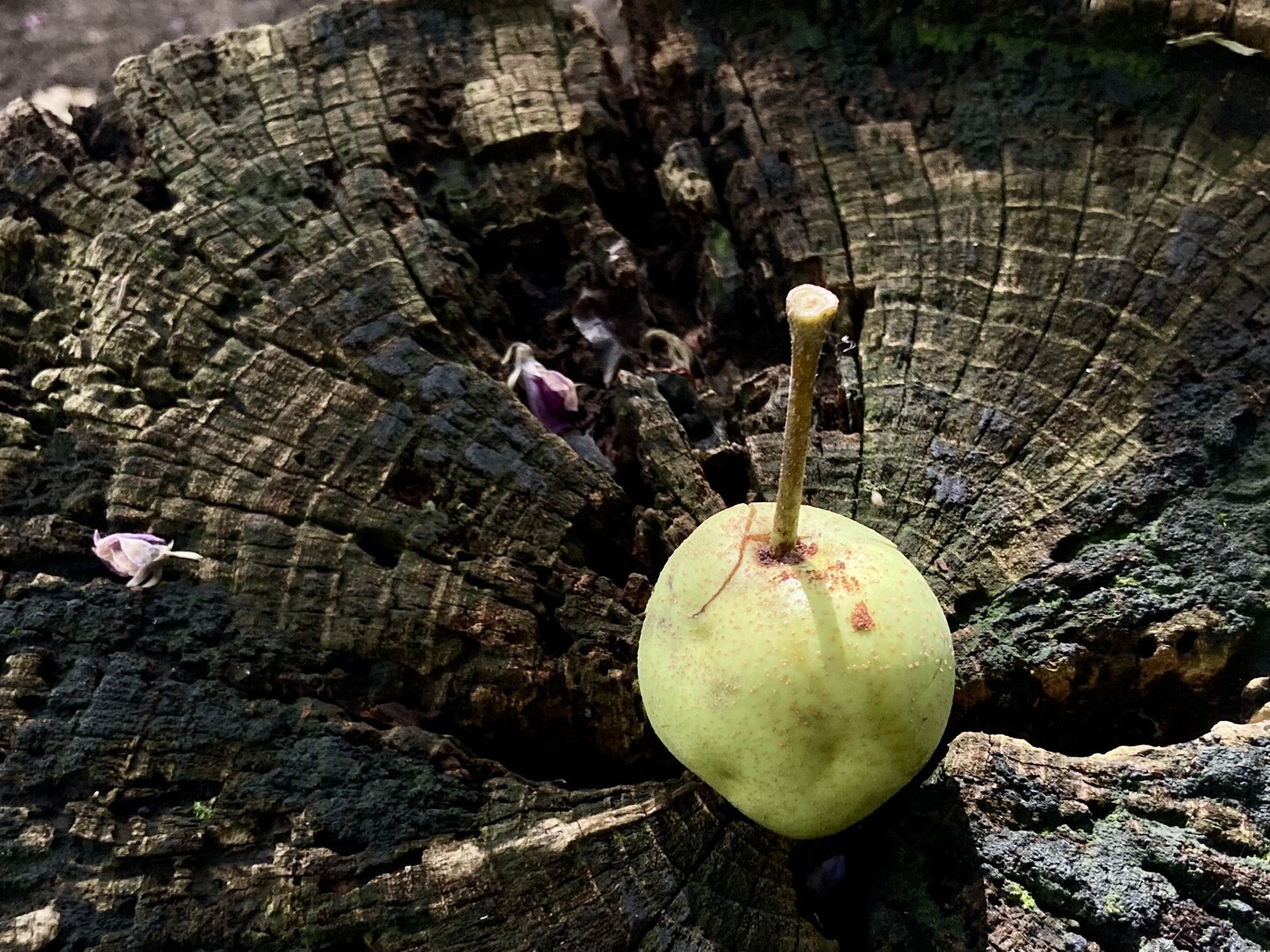 山梨LOVE こちらは酵素ジュースのコー... / PB-4さんのモーメント | YAMAP / ヤマップ