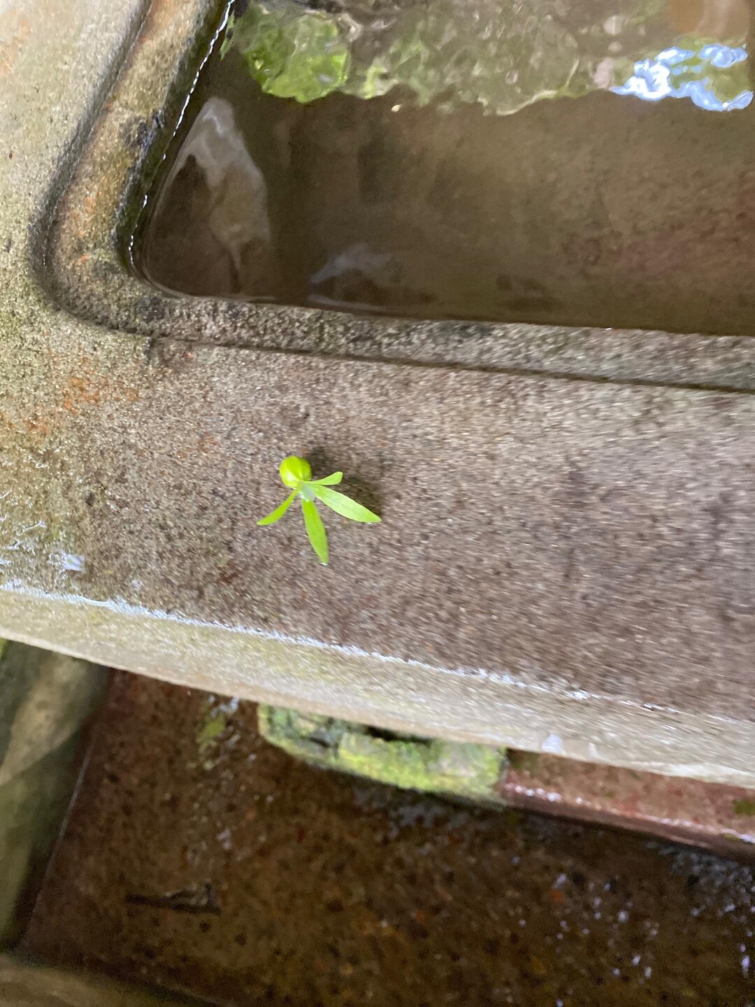 天王山 24 / tamakoyさんの天王山・誕生山の活動データ | YAMAP / ヤマップ