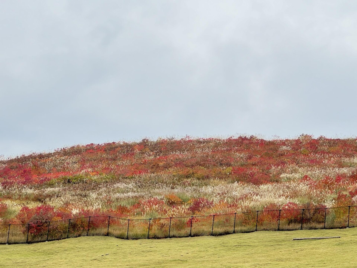 若草山（三笠山） / ぷちとまとさんの若草山・芳山・高円山の活動データ | YAMAP / ヤマップ