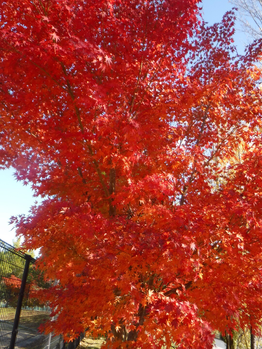 愛宕山 / yuuさんの久次岳の活動データ | YAMAP / ヤマップ