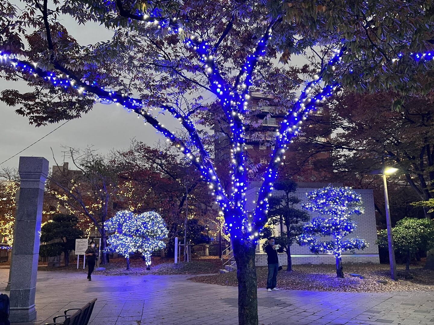 天神中央公園のイルミ、中洲出会い橋のイル... / FW16さんのモーメント | YAMAP / ヤマップ