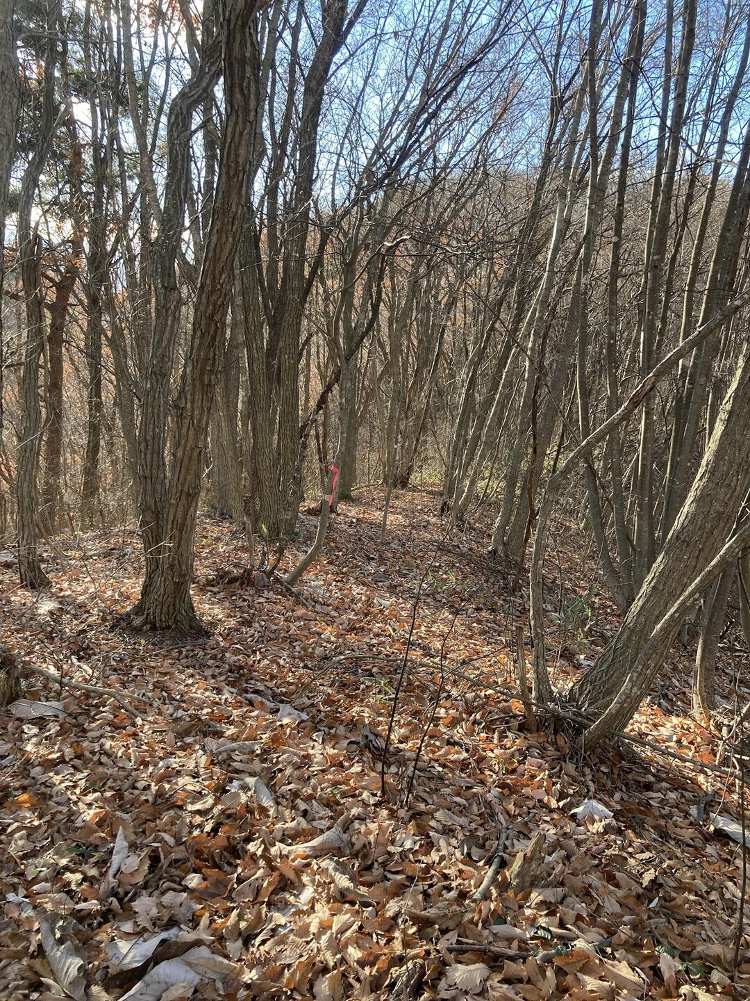 長者山・白屋山 / chanmikiさんの送仙山の活動データ | YAMAP / ヤマップ