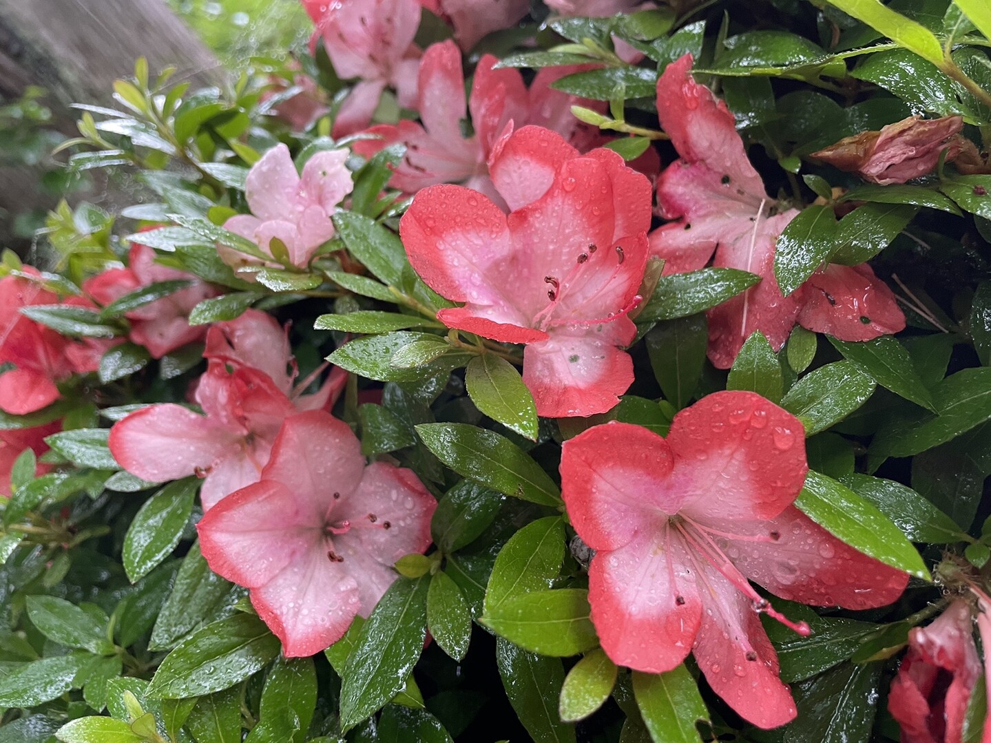 お花便りR4 vol.20 朝のお散歩は... / kaizaさんのモーメント | YAMAP / ヤマップ