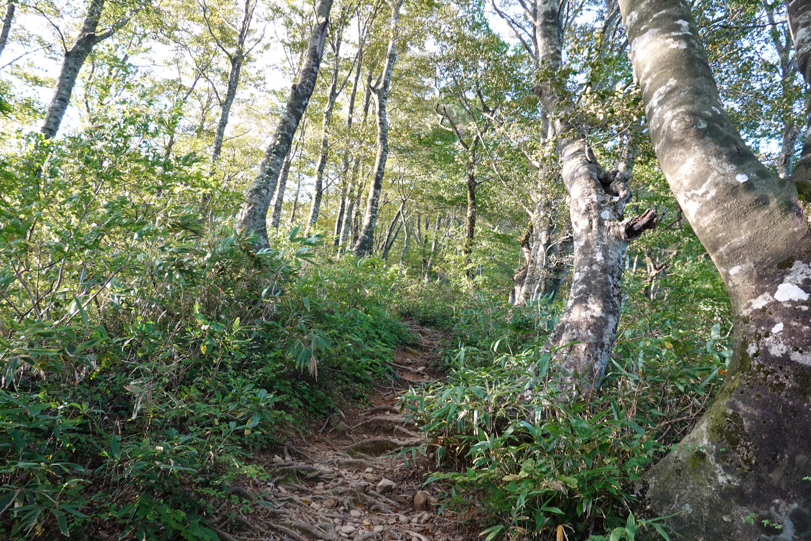 荒島岳 勝原 / TJさんの荒島岳の活動データ | YAMAP / ヤマップ