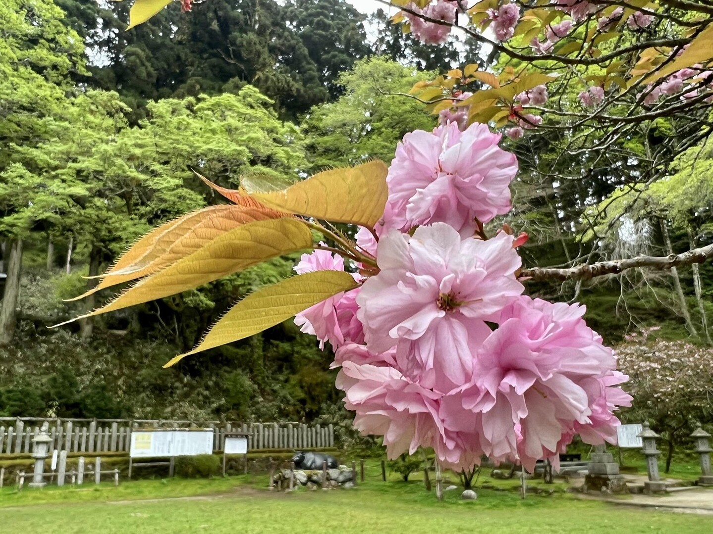 サクッと登るはずが...😂金剛山 / moboさんの金剛山・二上山・大和葛城山の活動データ | YAMAP / ヤマップ