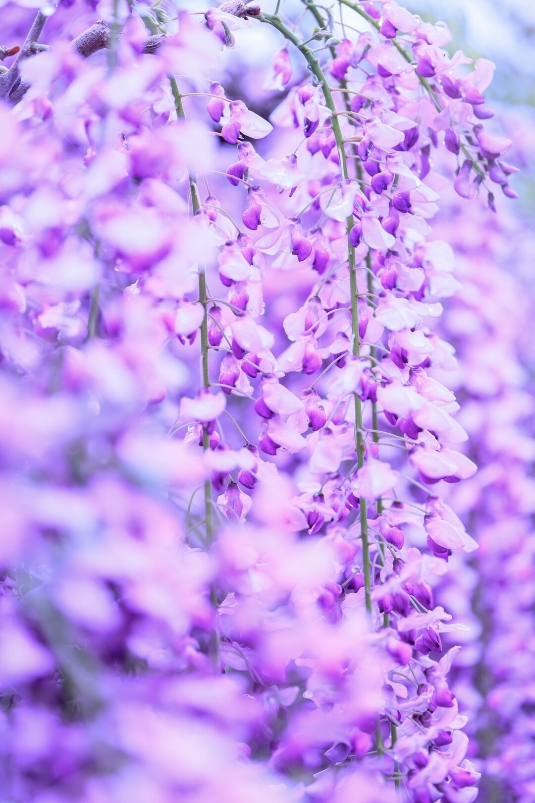 八女市から柳川に移動してたら雨が上がった... / Koki・Fさんのモーメント | YAMAP / ヤマップ