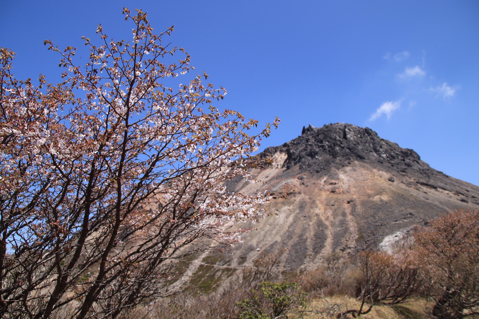 南月山・日ノ出平のミネザクラ / t-yanさんの茶臼岳（那須岳）・三本槍岳・赤面山の活動データ | YAMAP / ヤマップ