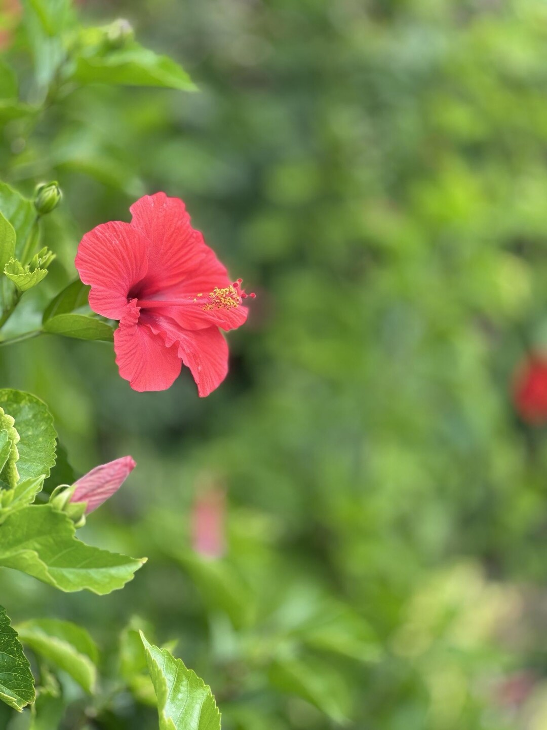 鵠沼海岸〜鎌倉ウォーキング-2024-10-16 / yamalamaさんのウォーキングの活動データ | YAMAP / ヤマップ