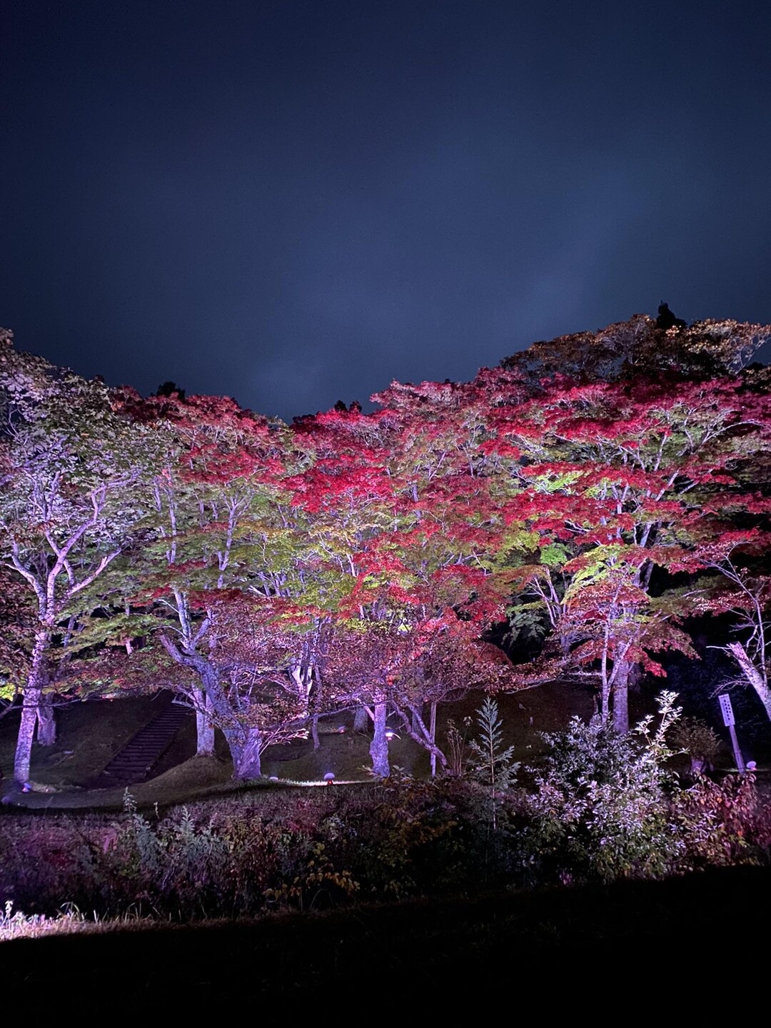 土津神社ライトアップされててキレイ / sanaviさんのモーメント | YAMAP / ヤマップ