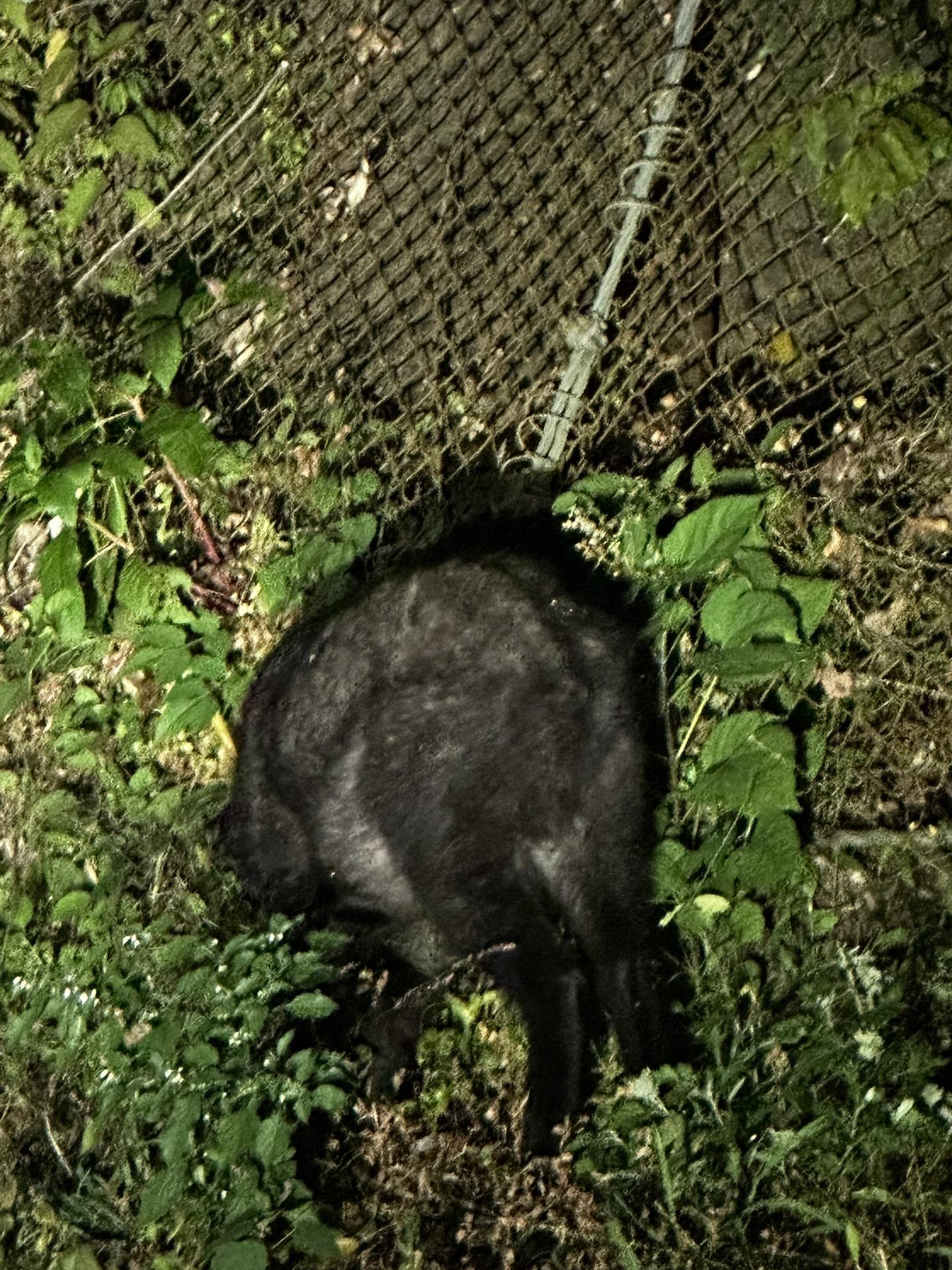 お尻ク〜イズ🐻 私はだ〜れ？🐻 ... / かくさん。しぞーかさんのモーメント | YAMAP / ヤマップ