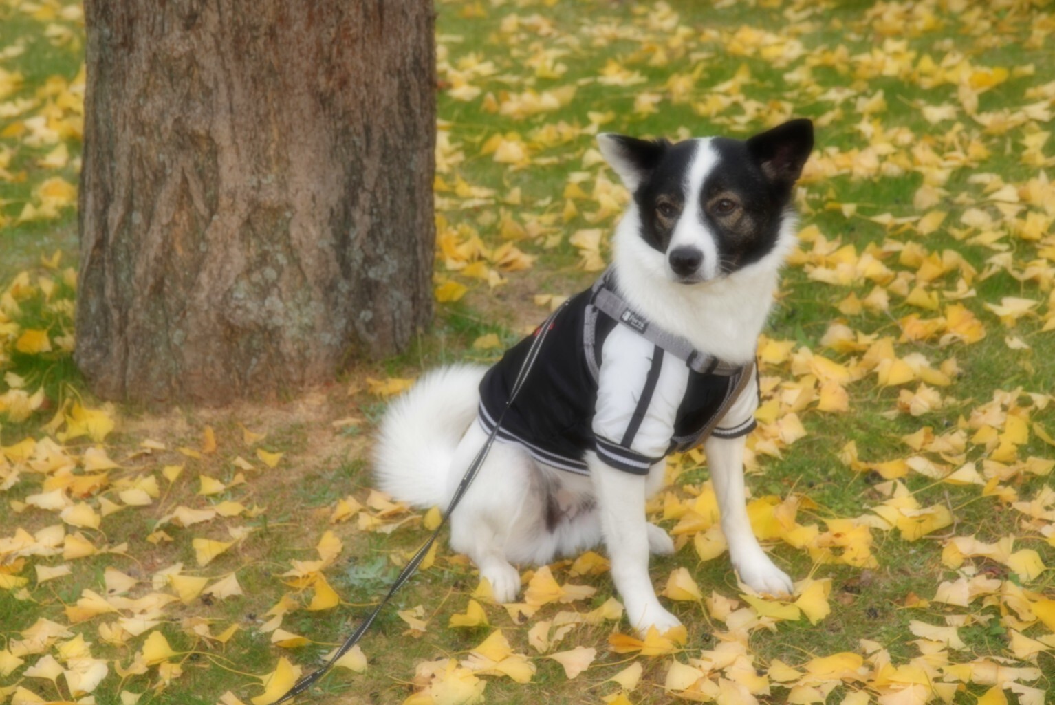 Dog afternoon 🍂 きょ... / もみじ🐺パパ😎さんのモーメント | YAMAP / ヤマップ