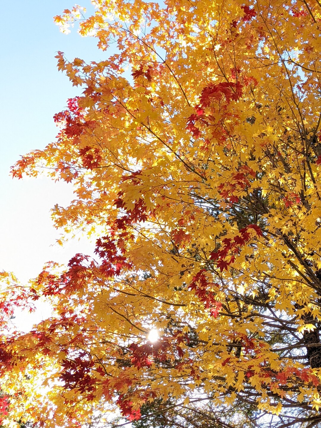 蛇峠山 / Sho_P.rabbitさんの蛇峠山の活動データ | YAMAP / ヤマップ