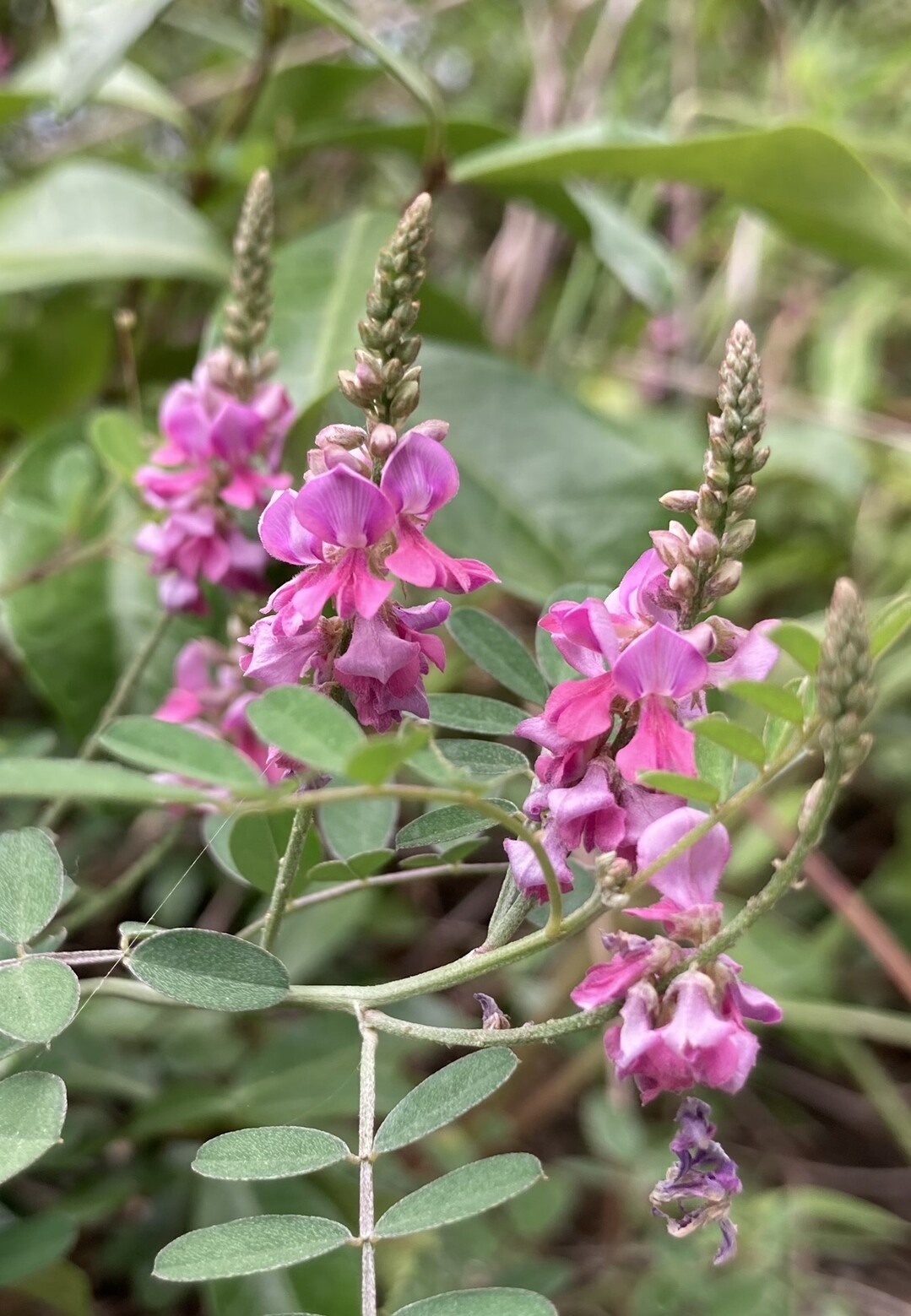 飯野山 バテバテ登山 / tairaさんの四国遍路その19の活動データ | YAMAP / ヤマップ